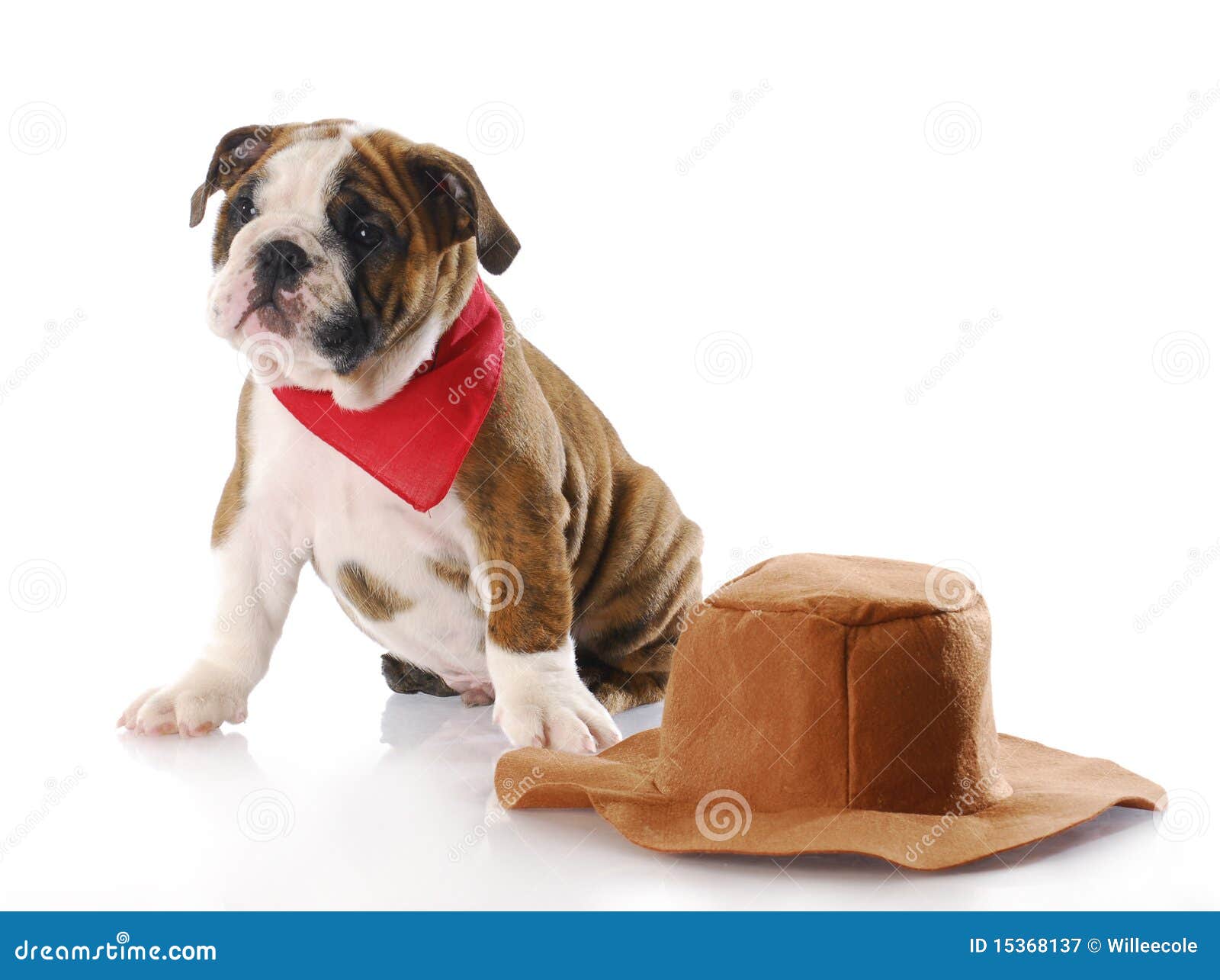 Western dog stock image. Image of emotion, male, costume - 15368137