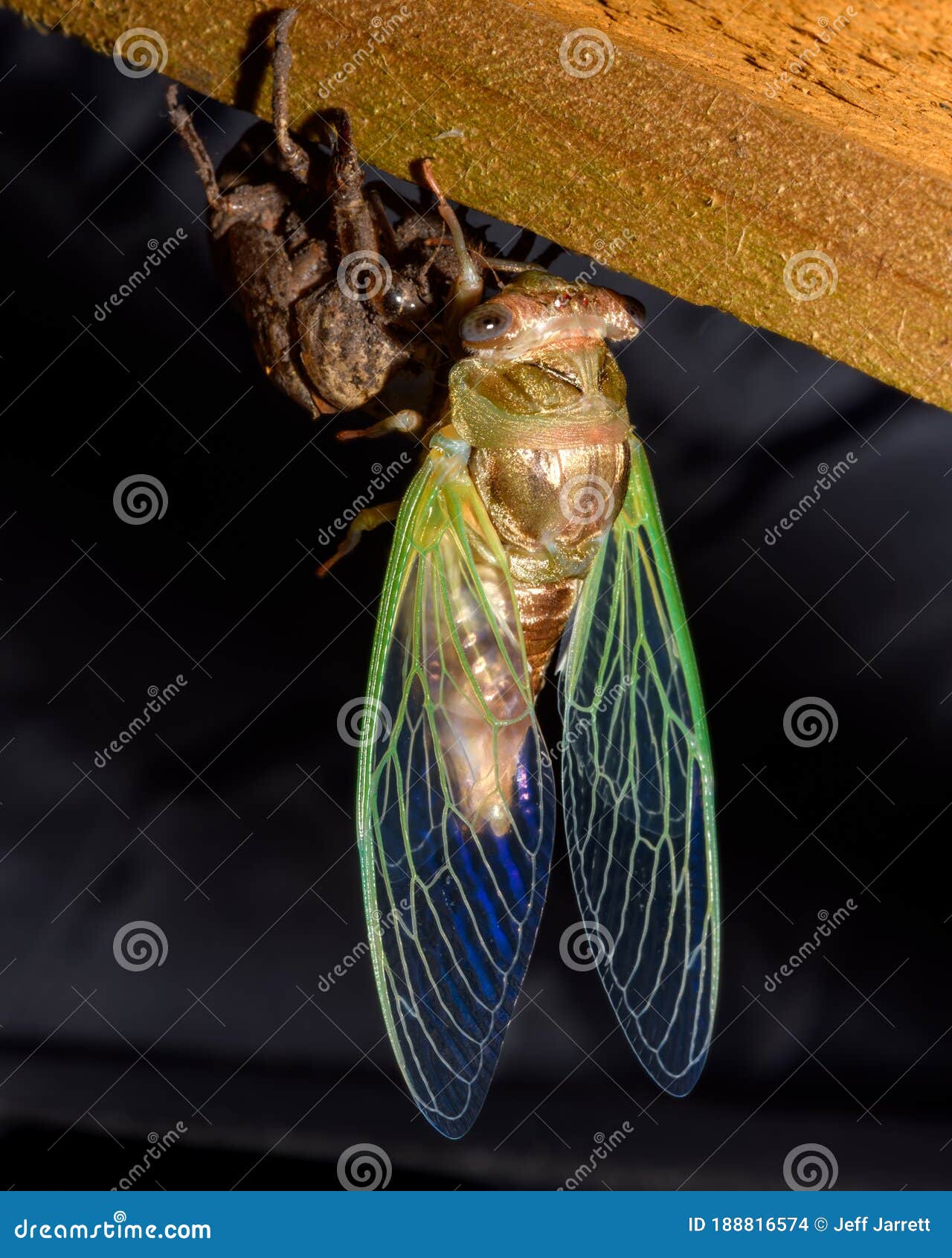 Western Dusk Singing Cicada -- Megatibicen Resh Stock Photo - Image of ...