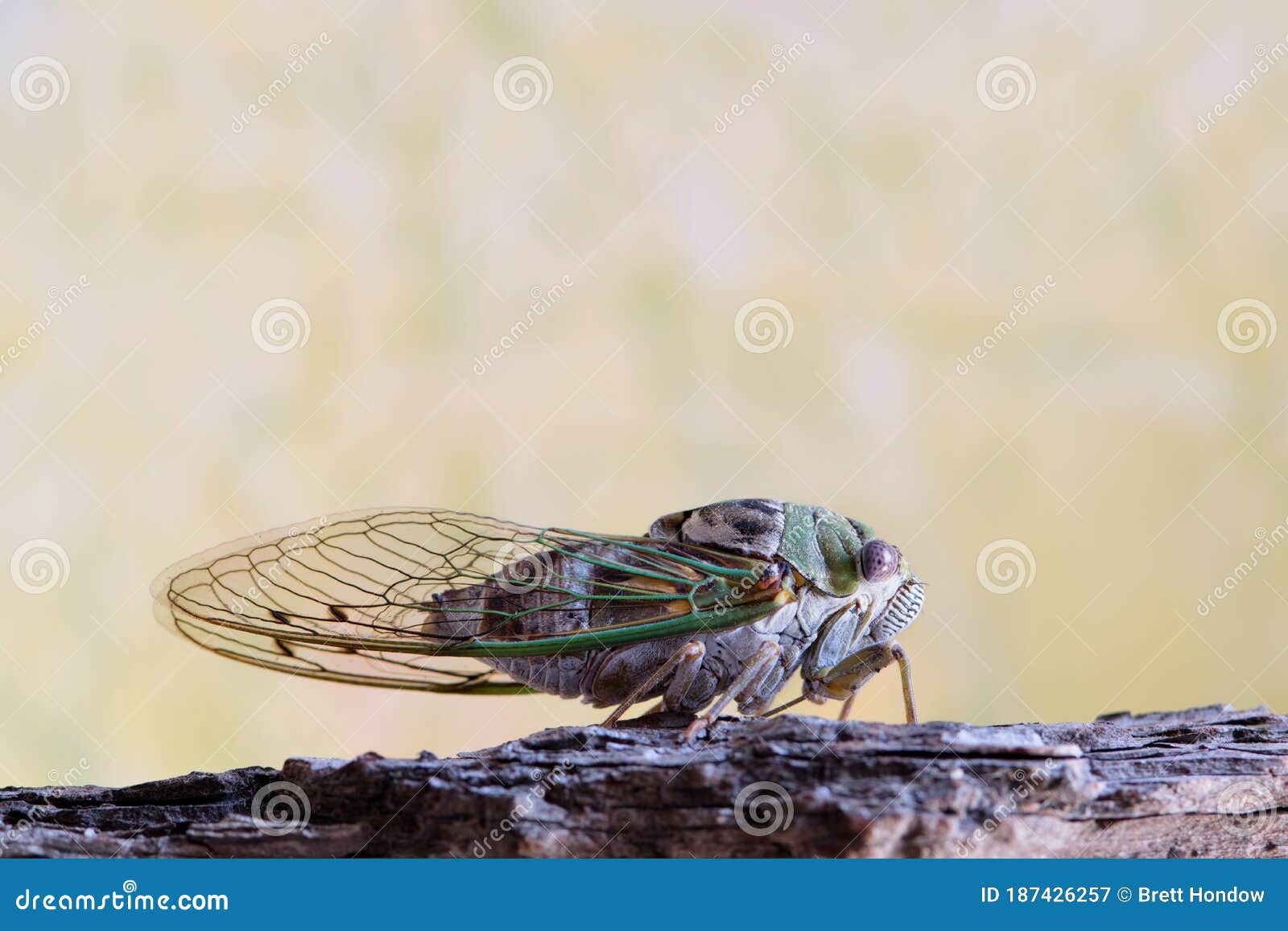 Western Dusk Singing Cicada Side View. Stock Image - Image of life ...