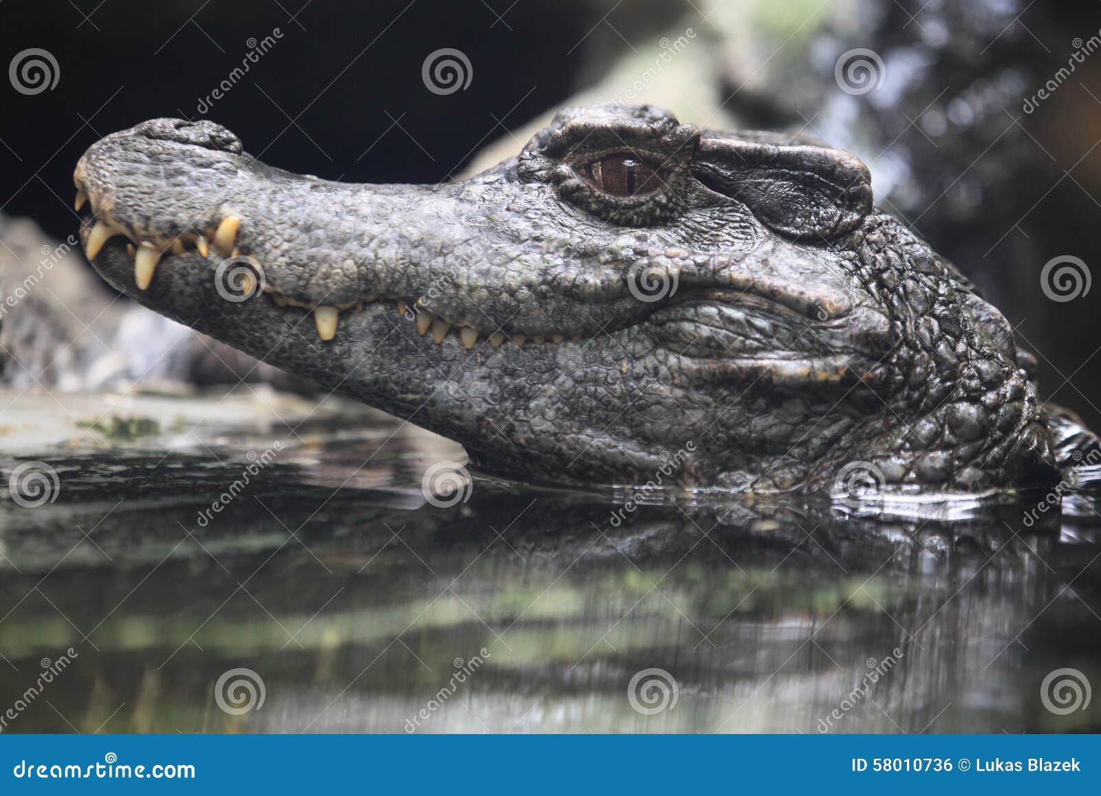 Western dwarf crocodile stock photo. Image of reptile - 58010736