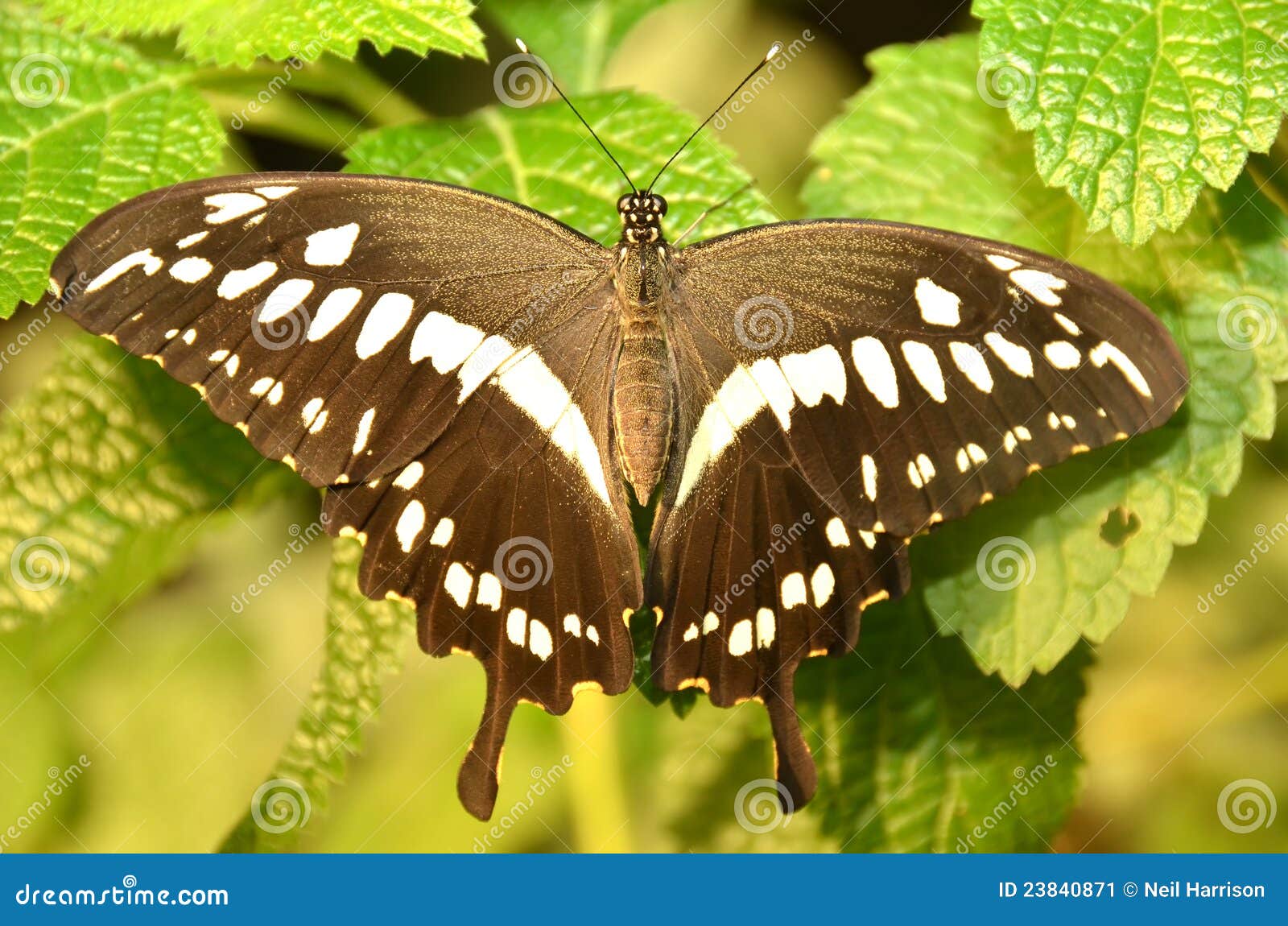Western Emperor Swallowtail Butterfly Stock Image - Image of leaves ...