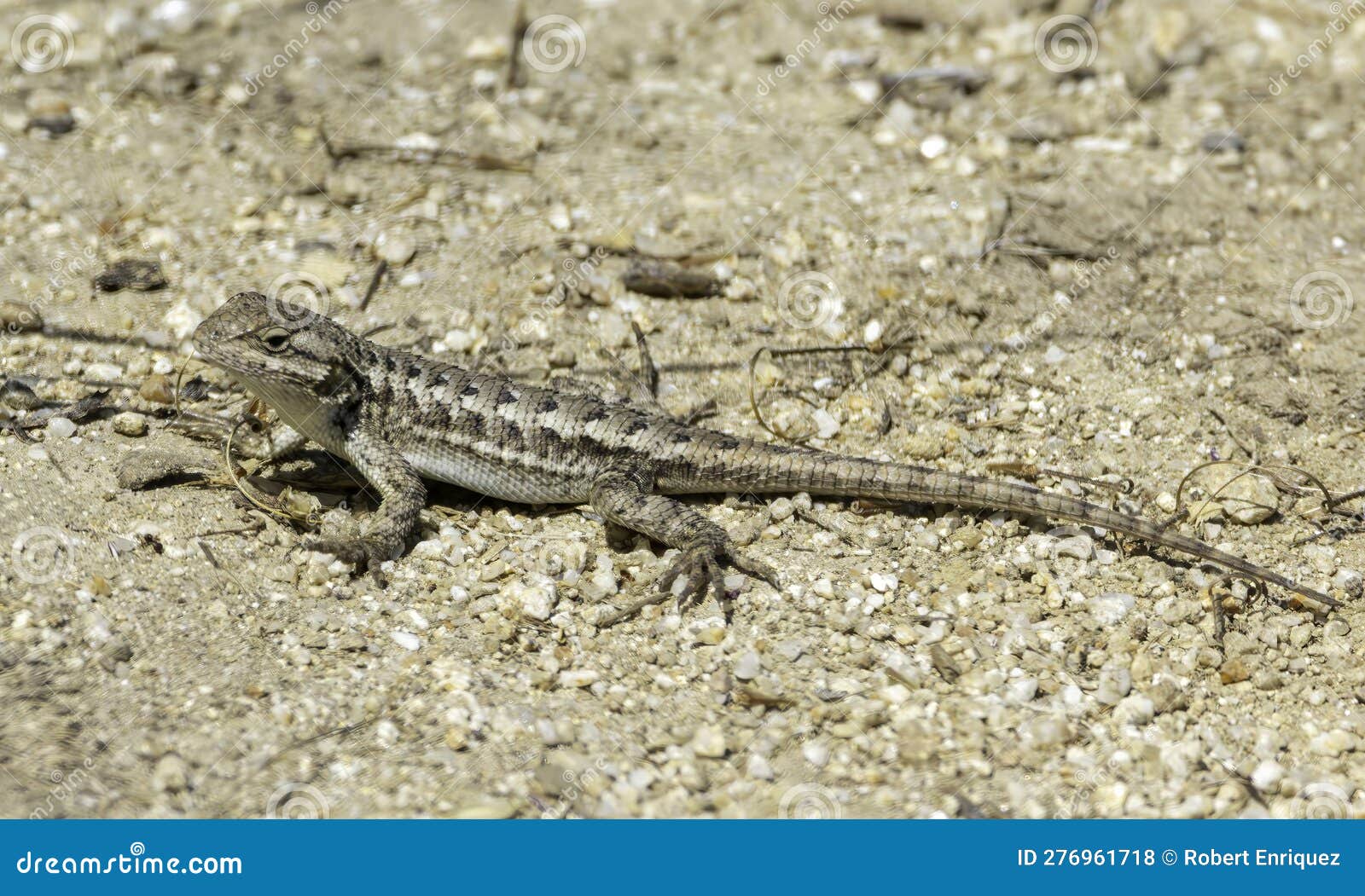 A Western Fence Lizard on the Ground in a Garden Stock Photo - Image of ...