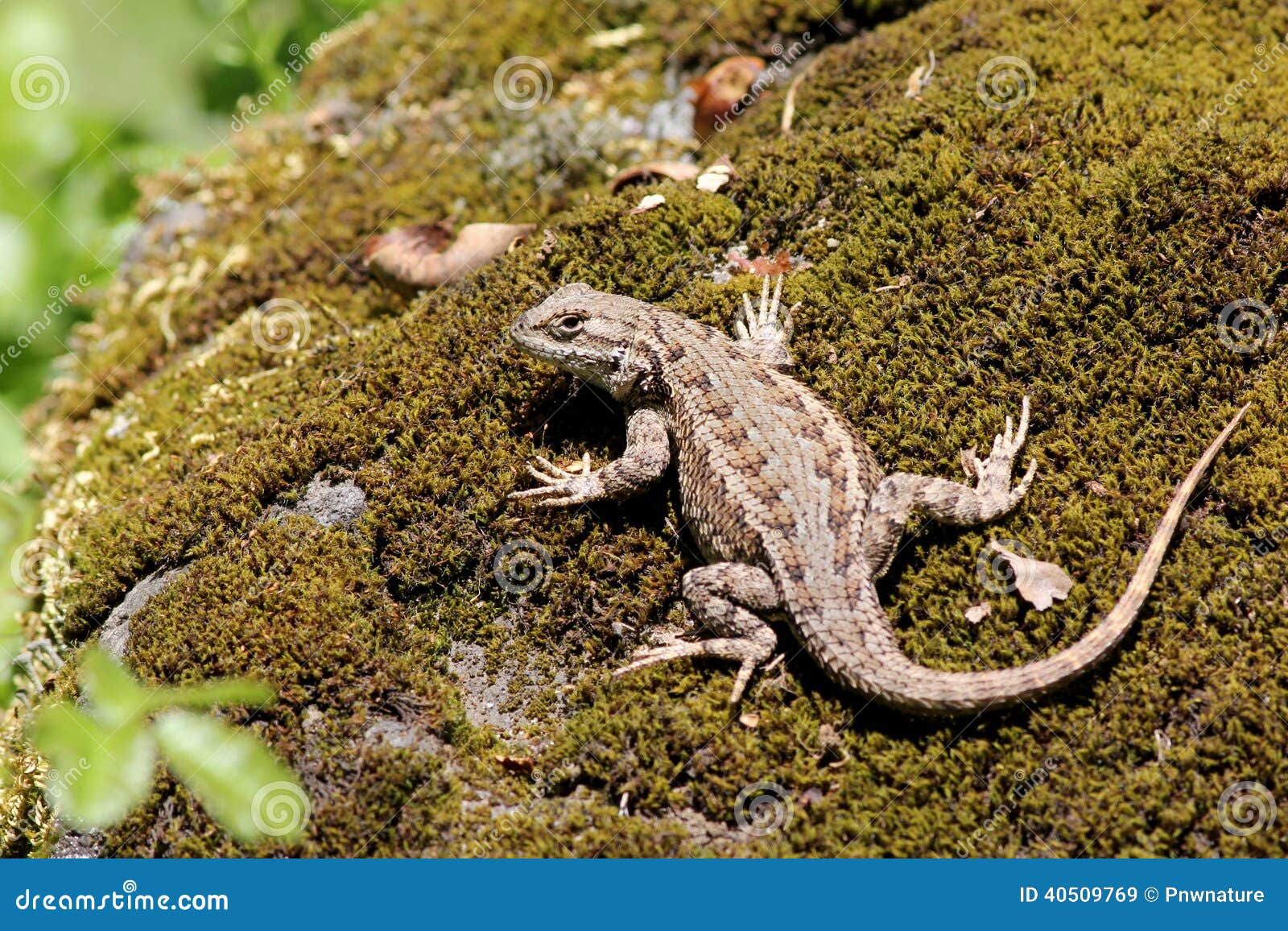 Western Fence Lizard Sceloporus Occidentalis Which Belongs In The Order ...