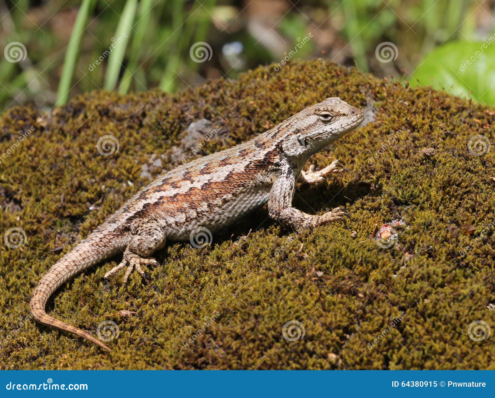 Western Fence Lizard Profile Stock Image - Image of moss, striped: 64380915