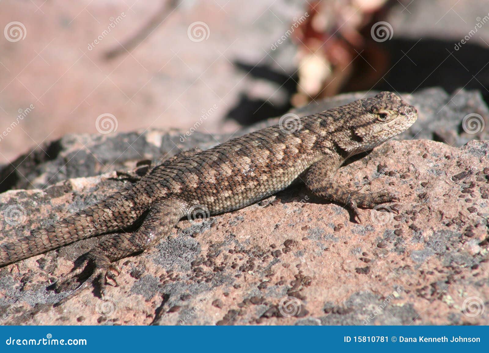 Great Basin Fence Lizard (Sceloporus Occidentalis Stock Image - Image ...