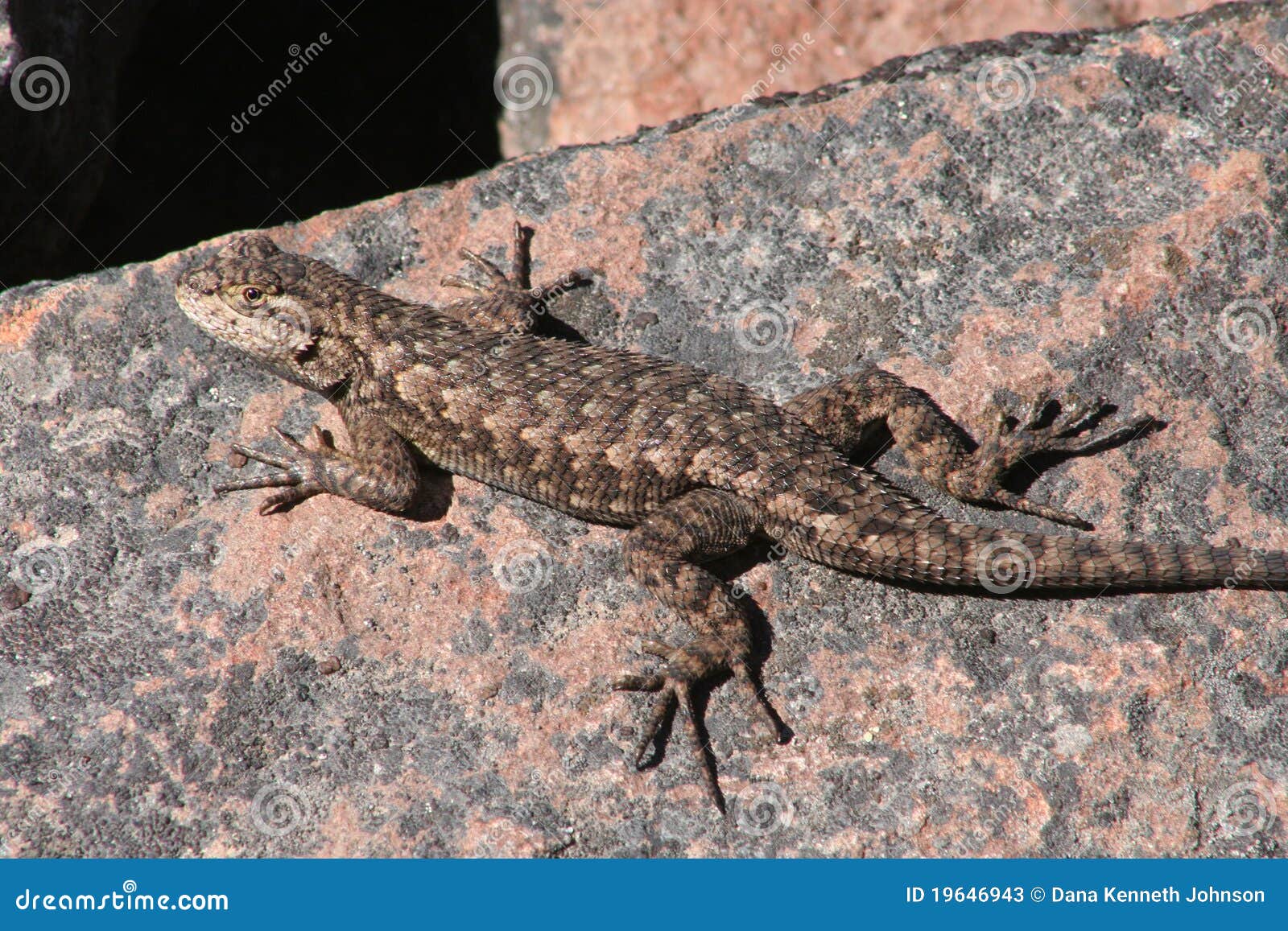 Western Fence Lizard (Sceloporus Occidentalis) Stock Image - Image of ...