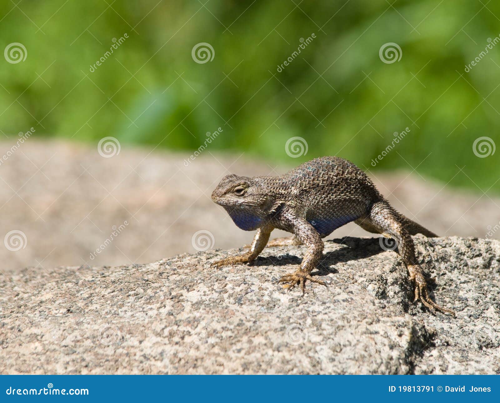 Western Fence Swift Lizard Picture. Image: 19813791