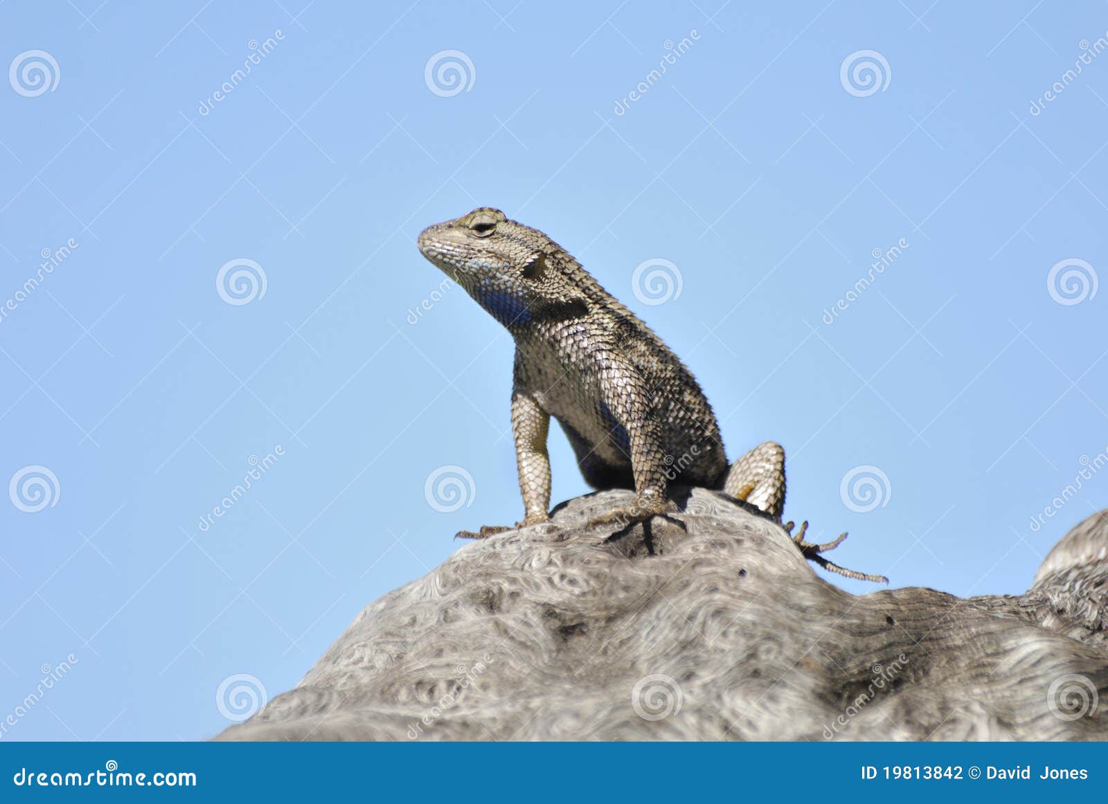 Western Fence Swift Lizard stock photo. Image of nature - 19813842