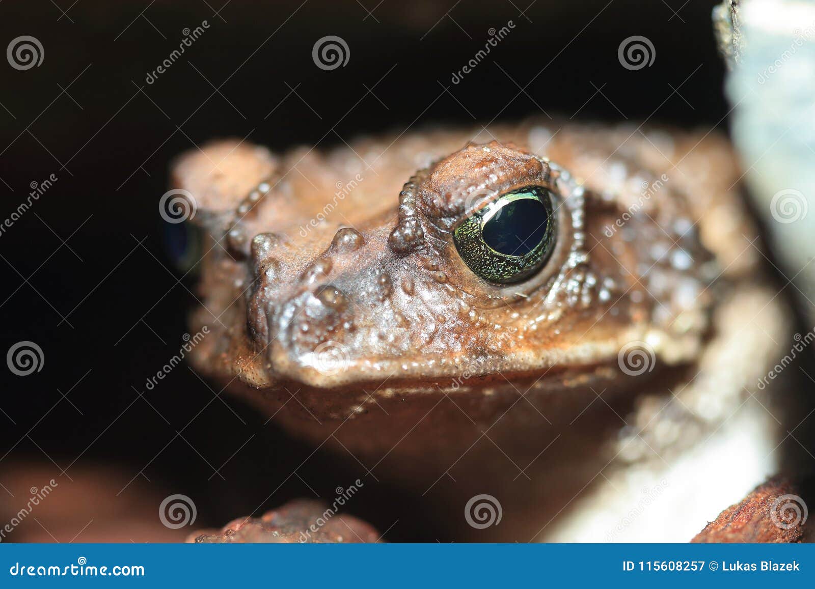 Western giant toad stock image. Image of fustiger, toad - 115608257