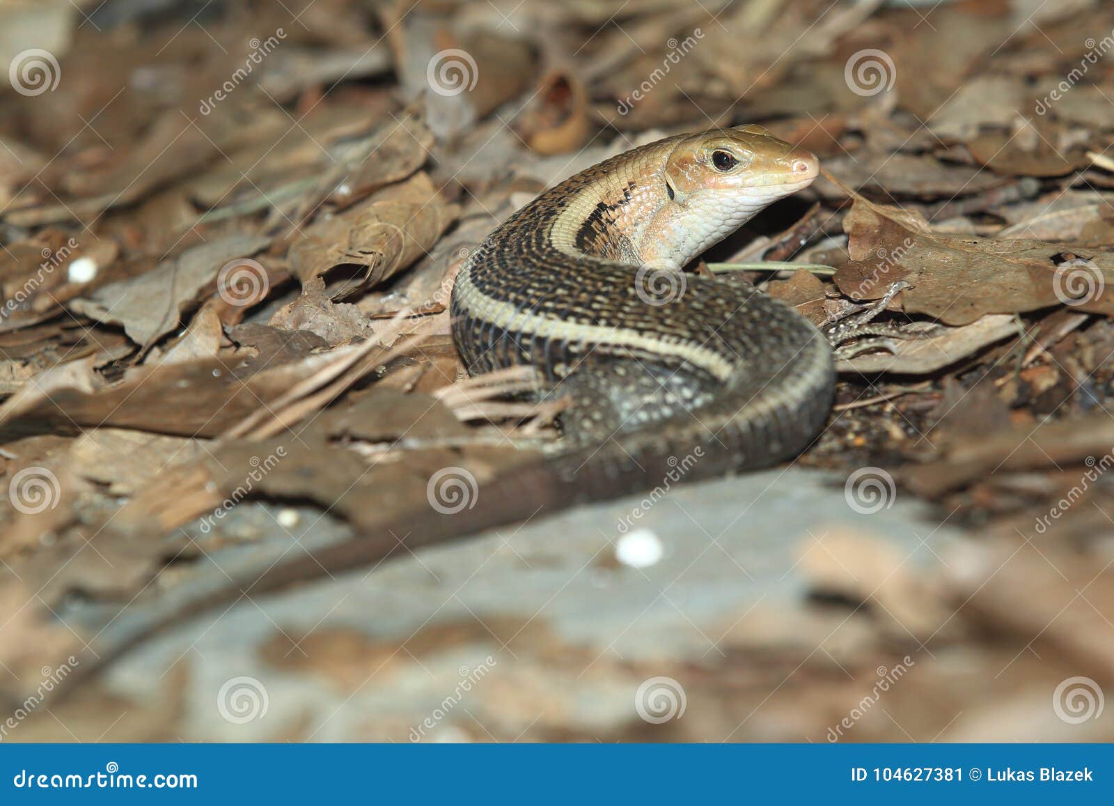 Western girdled lizard stock image. Image of nature - 104627381