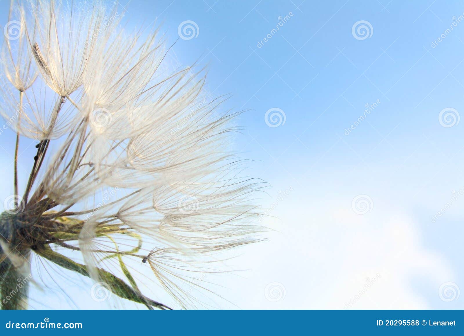 Western Goat s-Beard stock photo. Image of nature, floral - 20295588