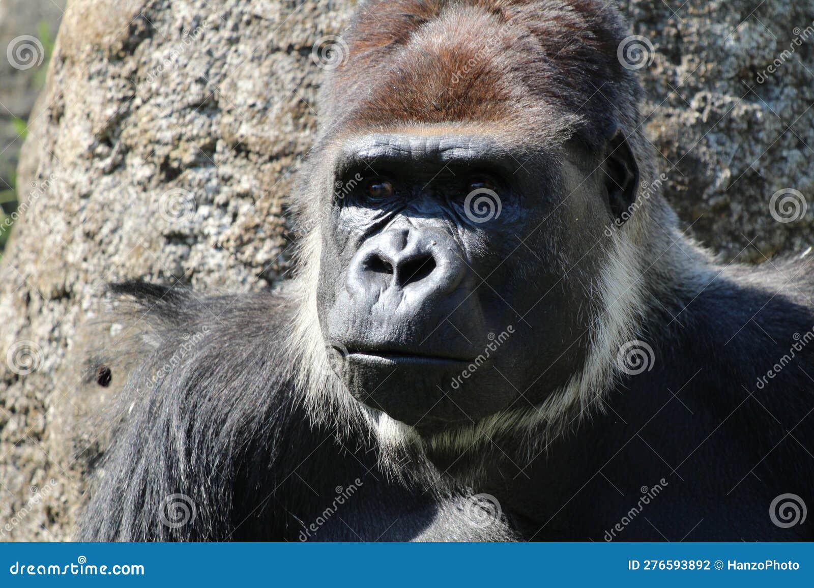 Western Gorilla, a Great Ape, in a Zoo Stock Photo - Image of face ...