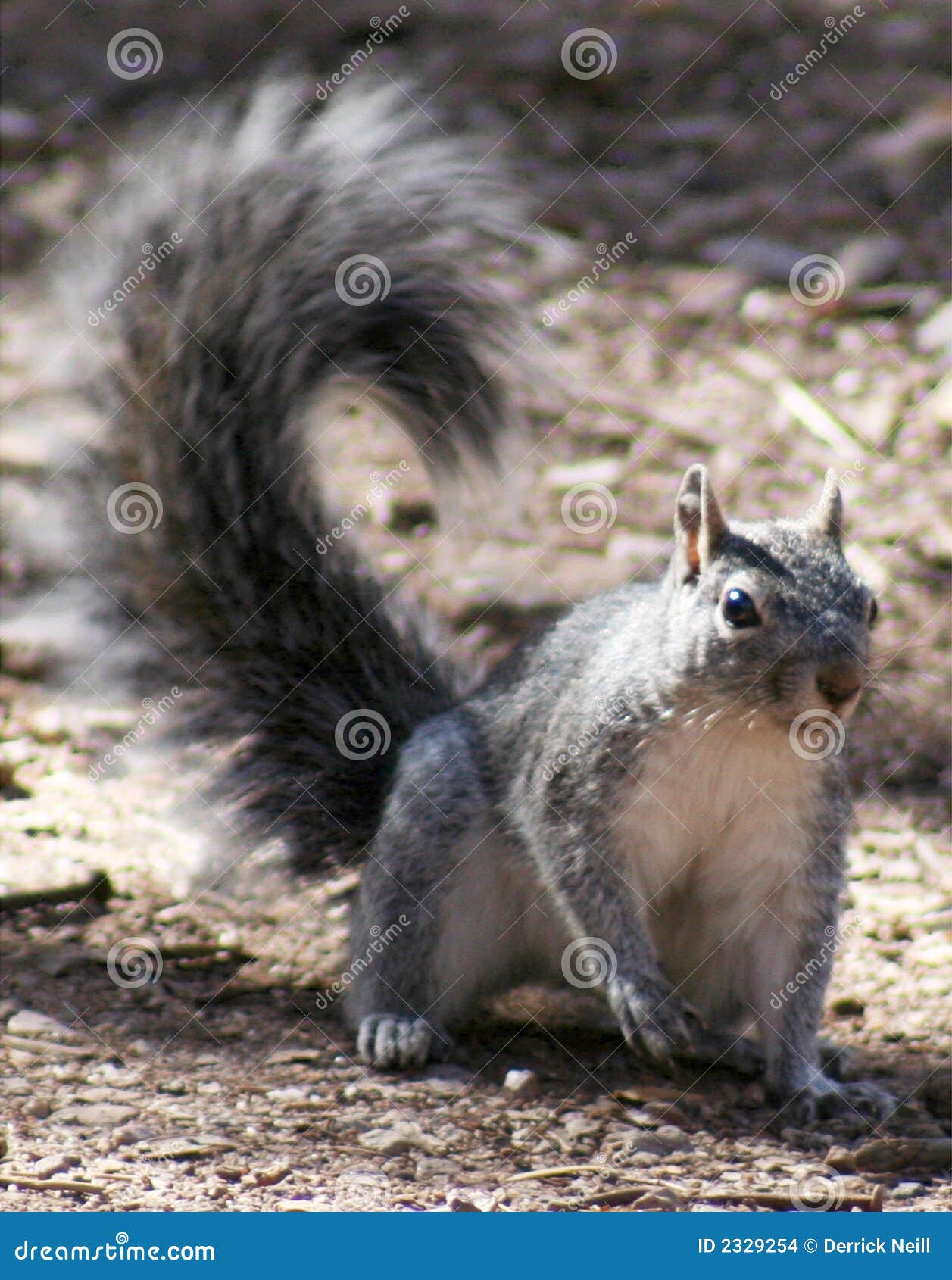Western Gray Squirrel stock photo. Image of cochise, conservancy - 2329254
