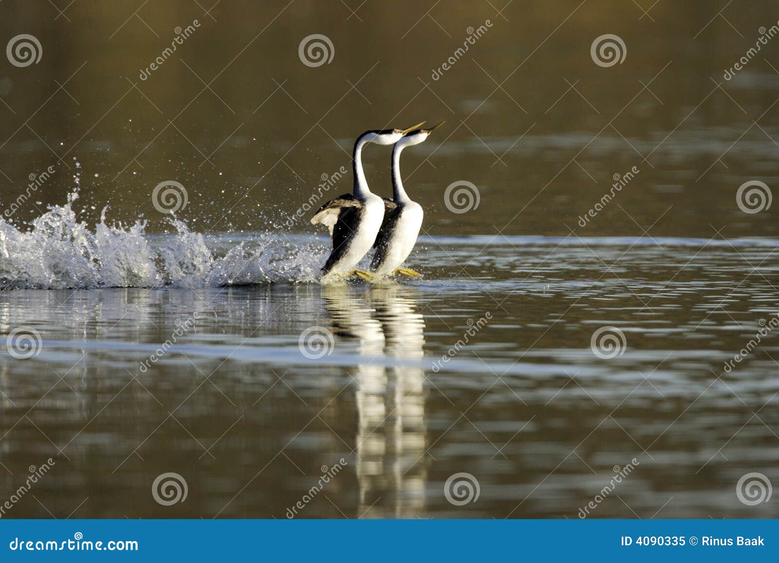 Western Grebes Courting stock image. Image of water, lake - 4090335