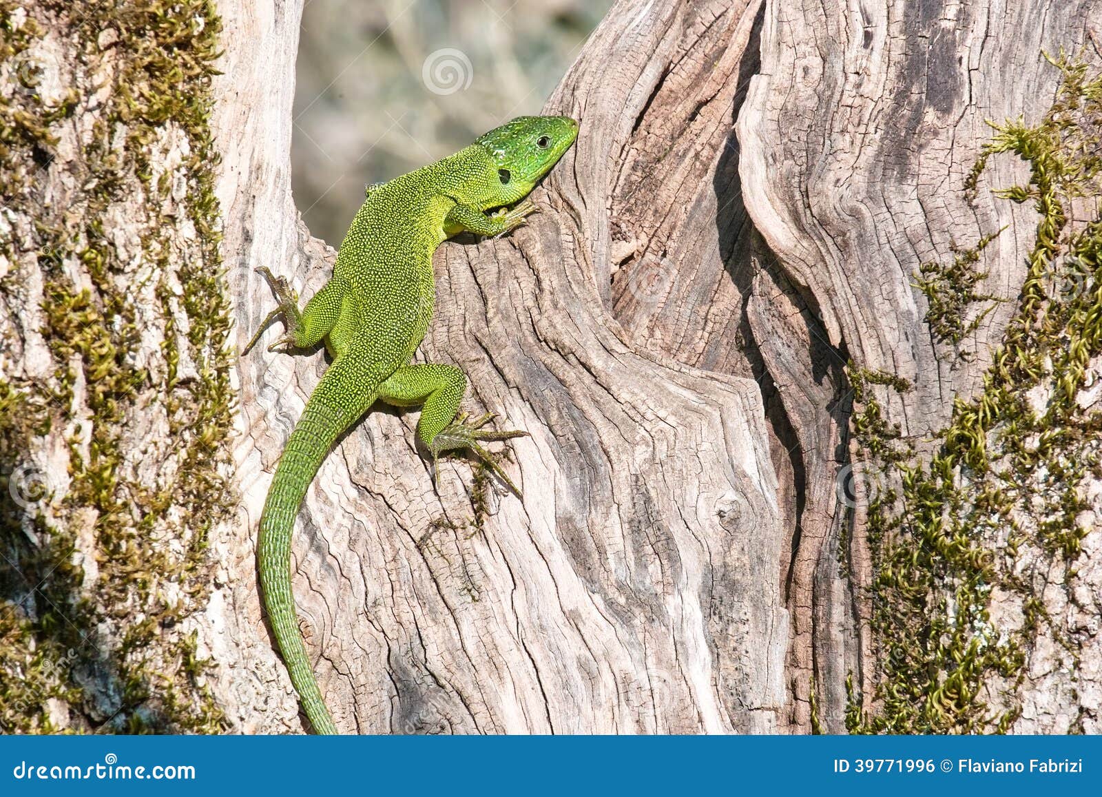Western green lizard stock photo. Image of lacerta, bright - 39771996