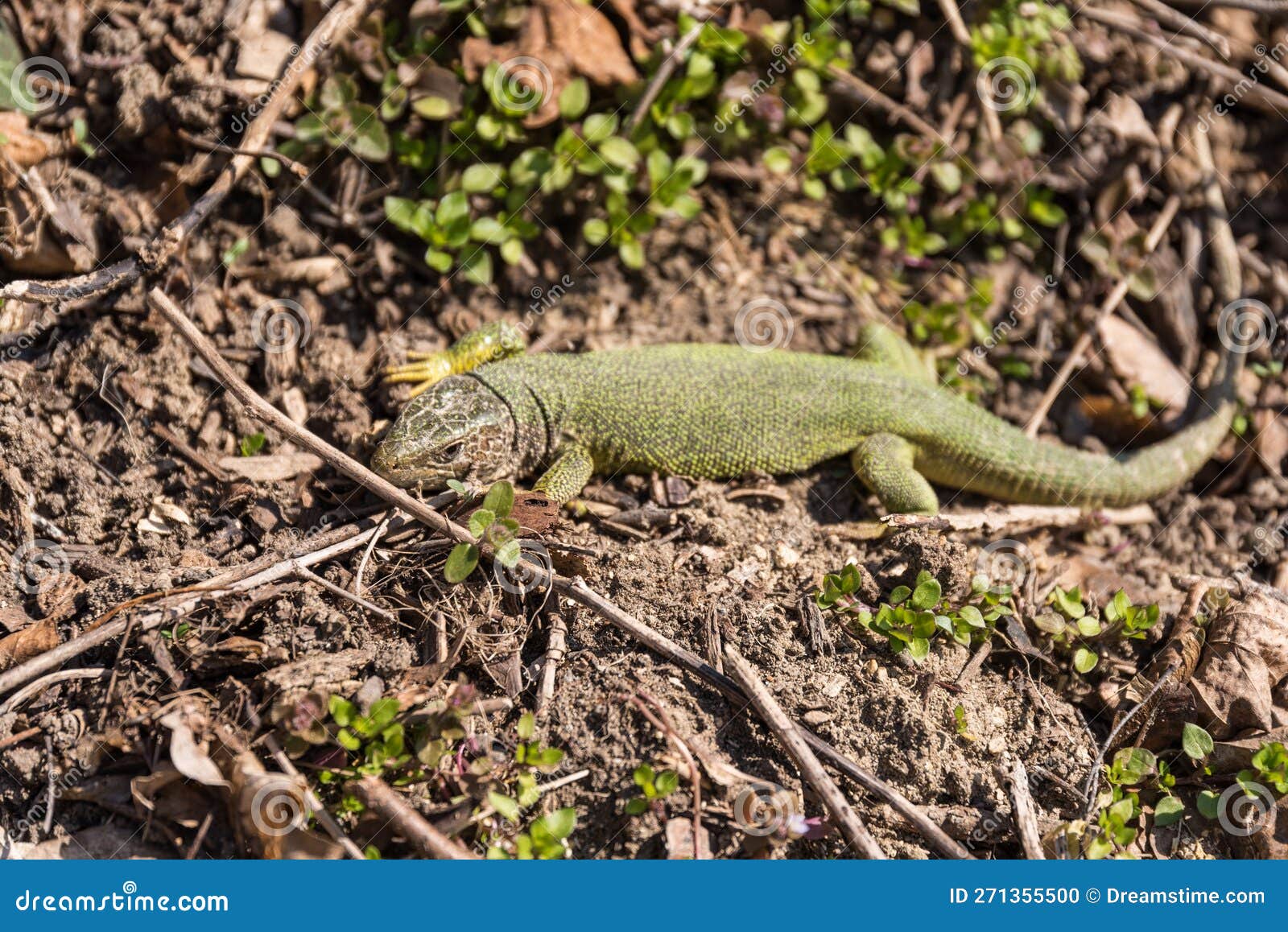Western Green Lizard in the Sun Stock Photo - Image of trilineata ...