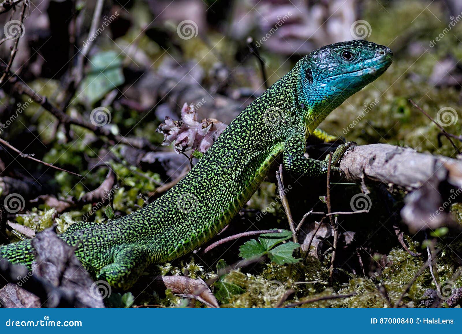 Western Green Lizard stock photo. Image of animal, grass - 87000840