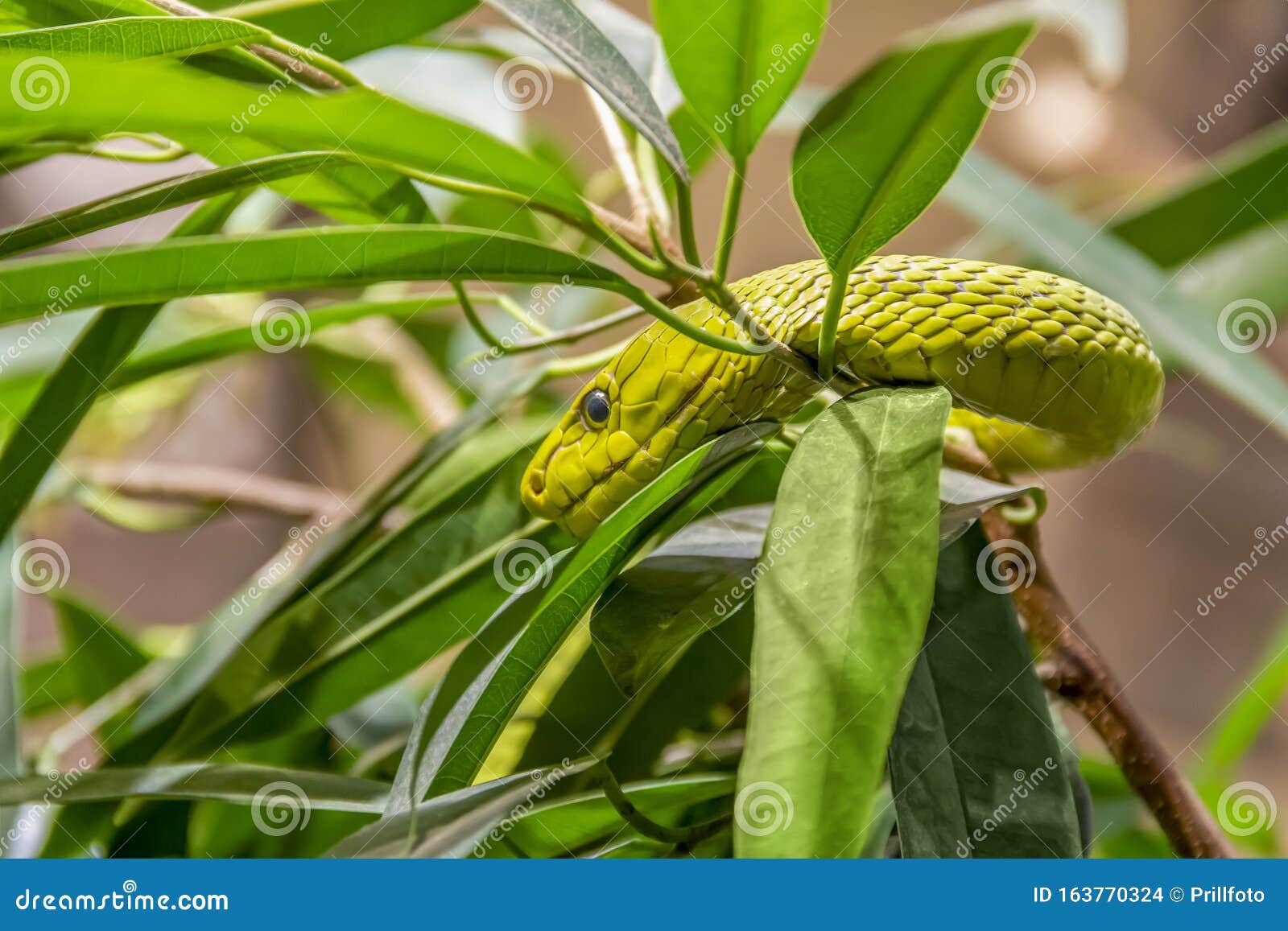 Western green mamba stock photo. Image of nature, foliage - 163770324