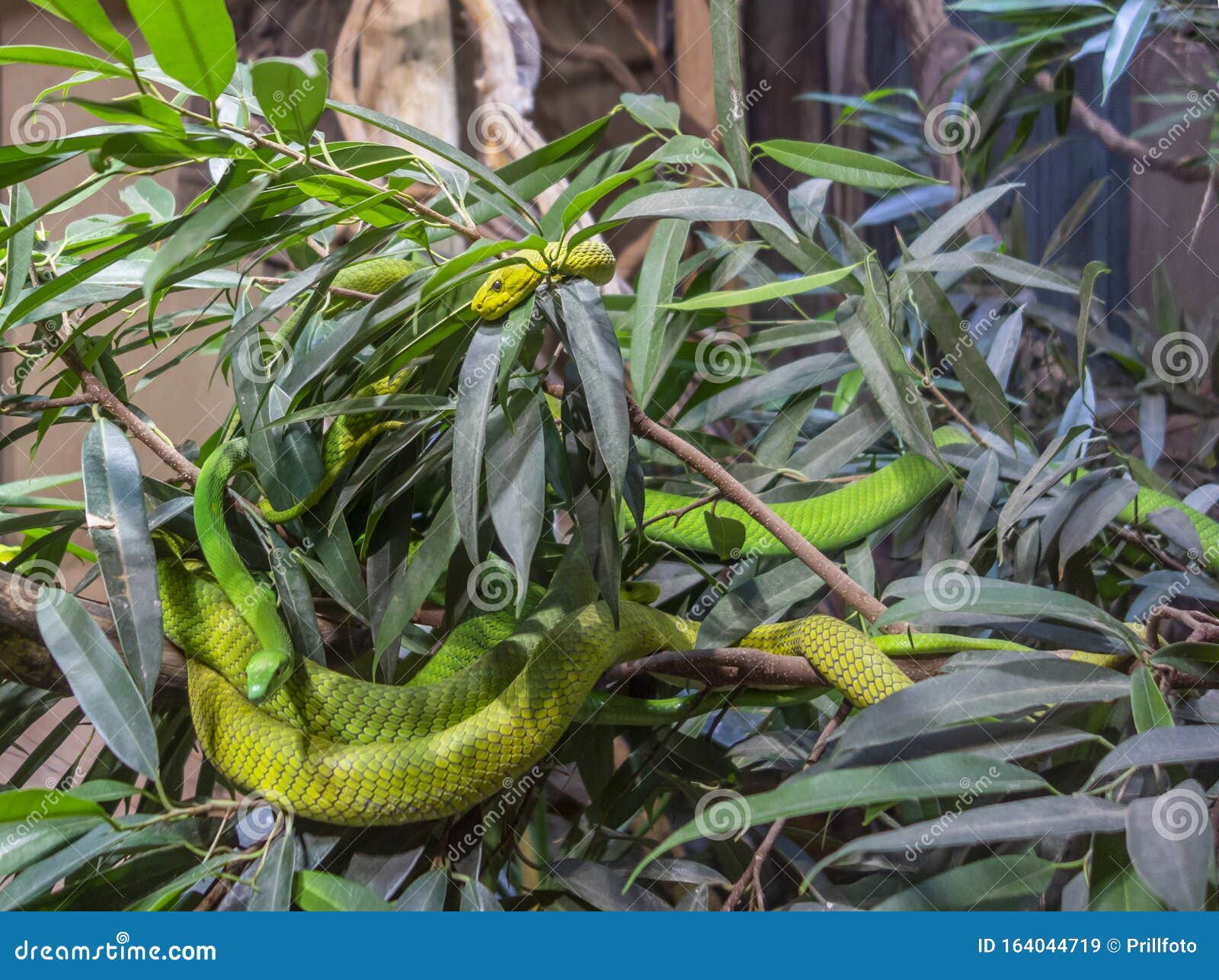 Western green mamba stock image. Image of plant, kingdom - 164044719