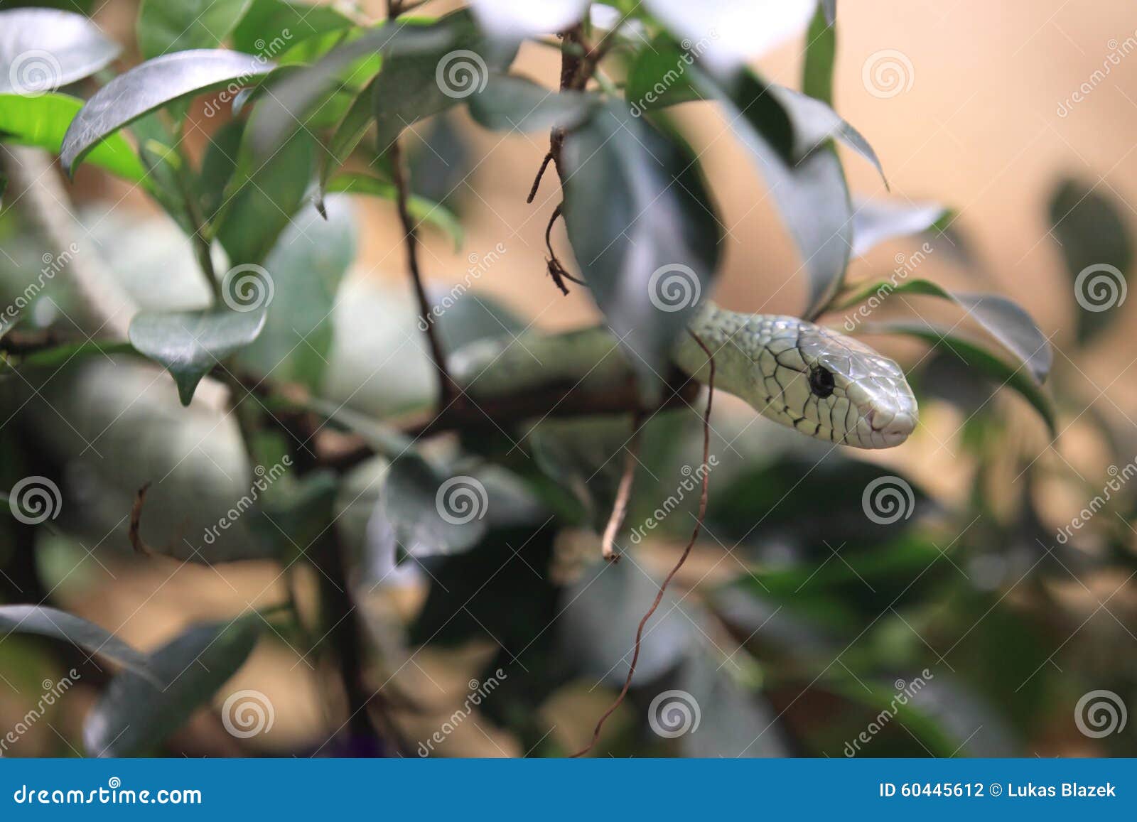 Western green mamba stock photo. Image of hallowell, west - 60445612