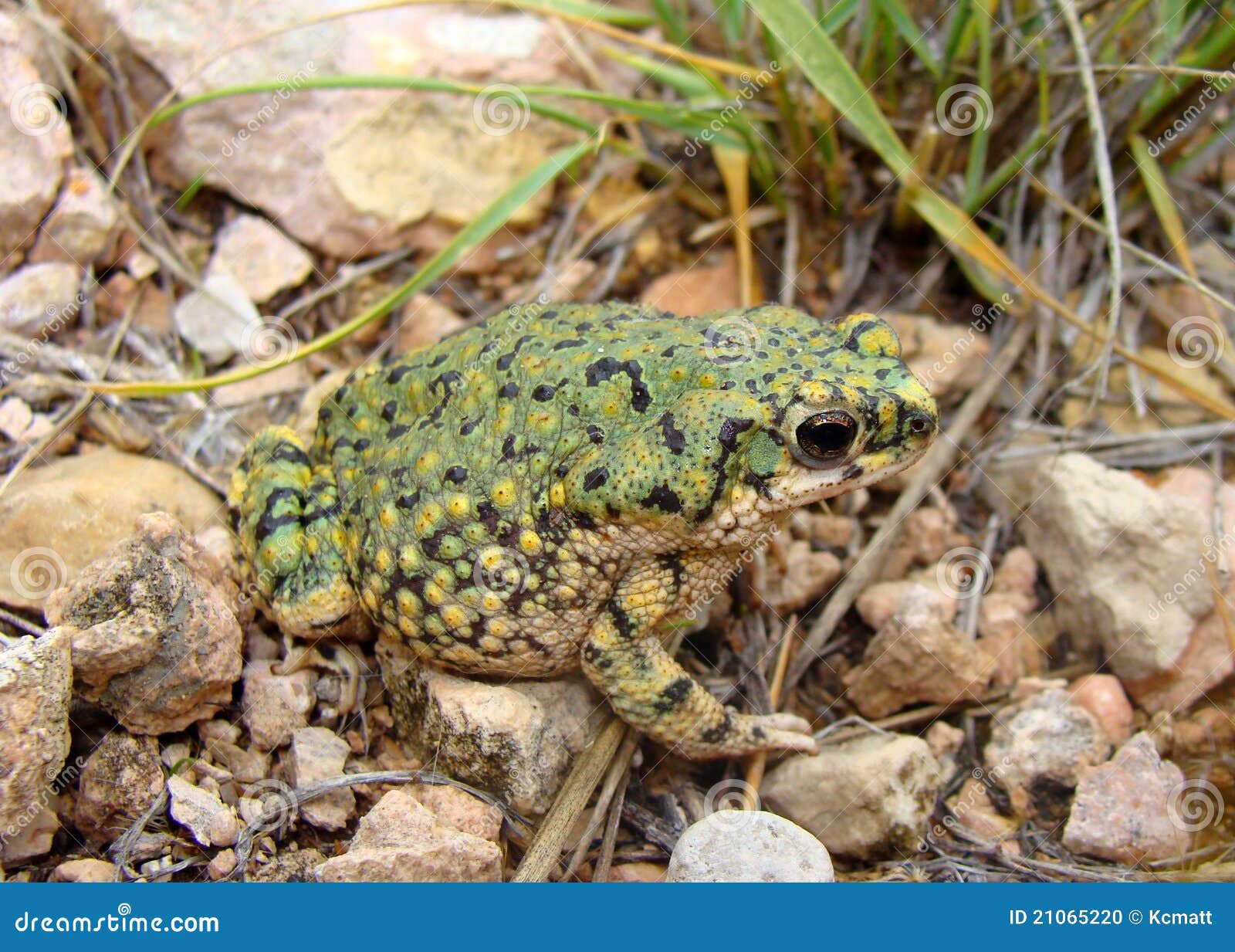 Western Green Toad, Anaxyrus Debilis Stock Photo - Image of amphibian ...