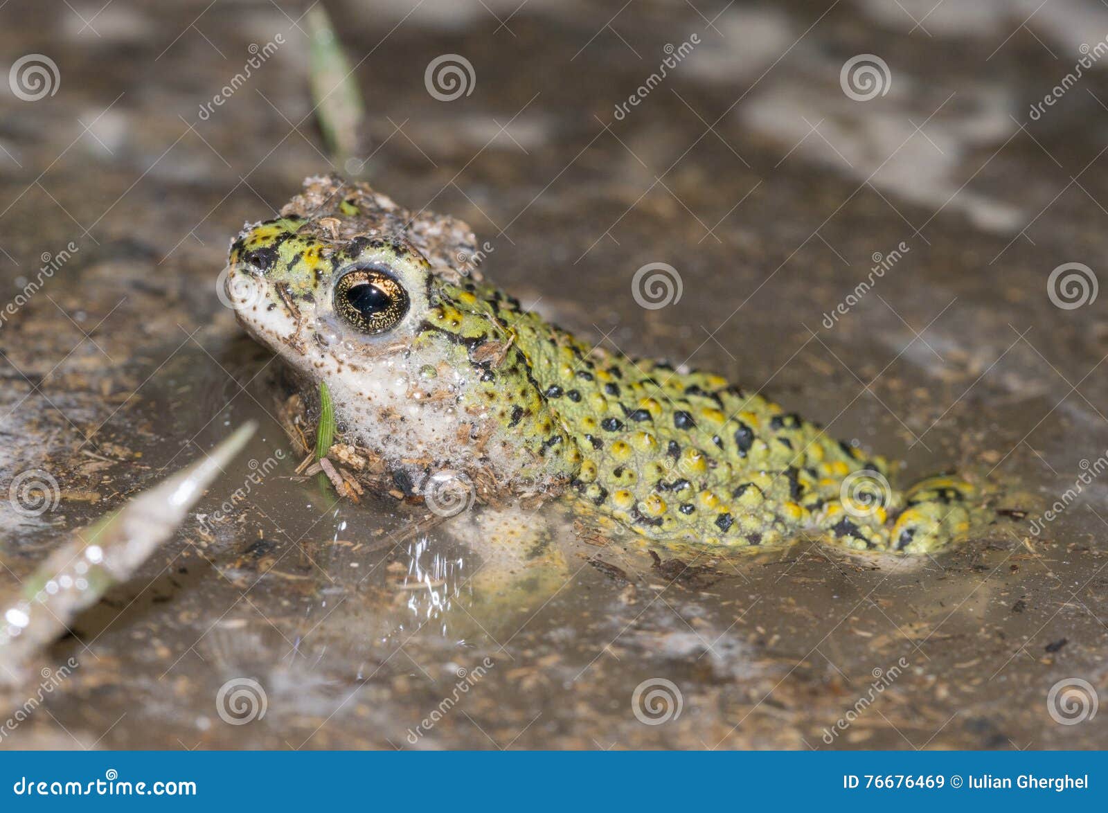 Western green toad stock image. Image of frog, multiplicata - 76676469