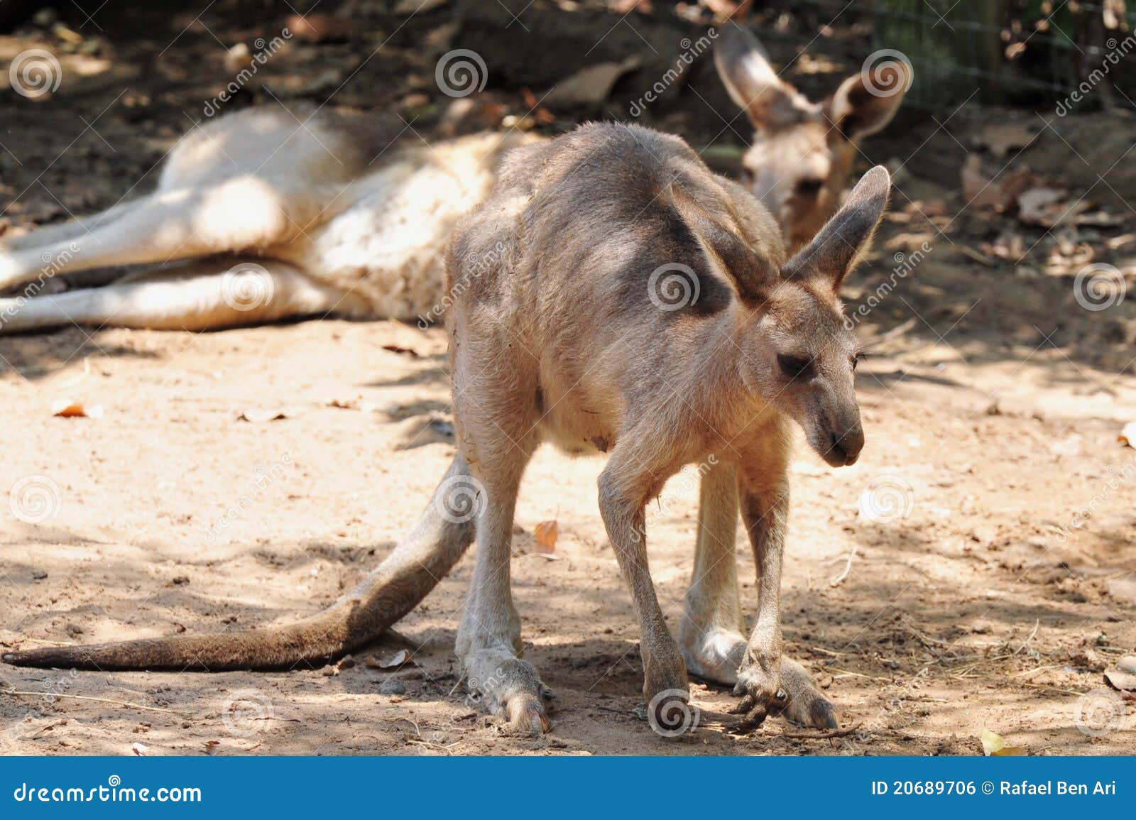 Western Grey Kangaroo stock photo. Image of species, escape - 20689706