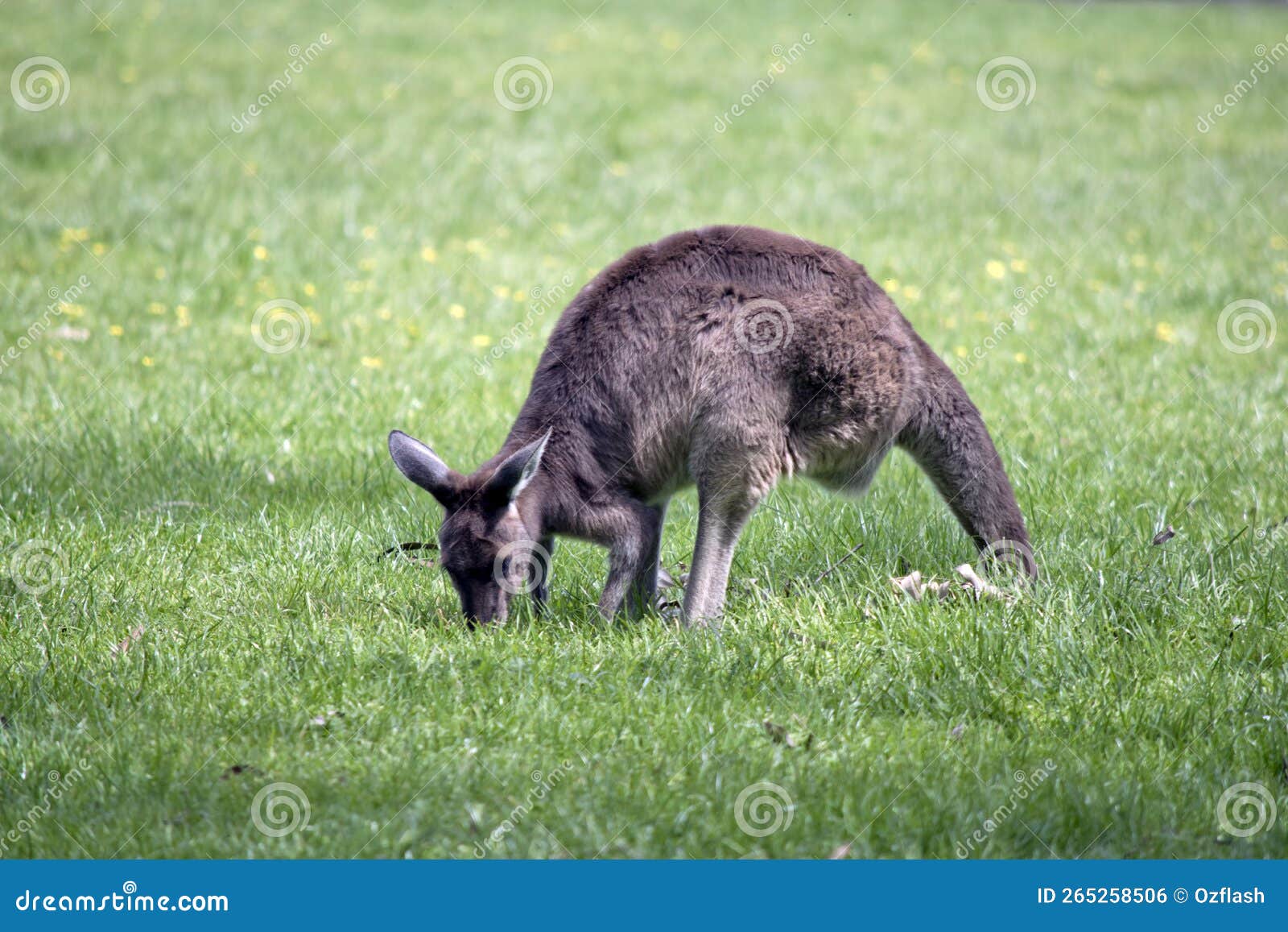 The Western Grey Kangaroo is Light Brown with a White Chest Stock Photo ...
