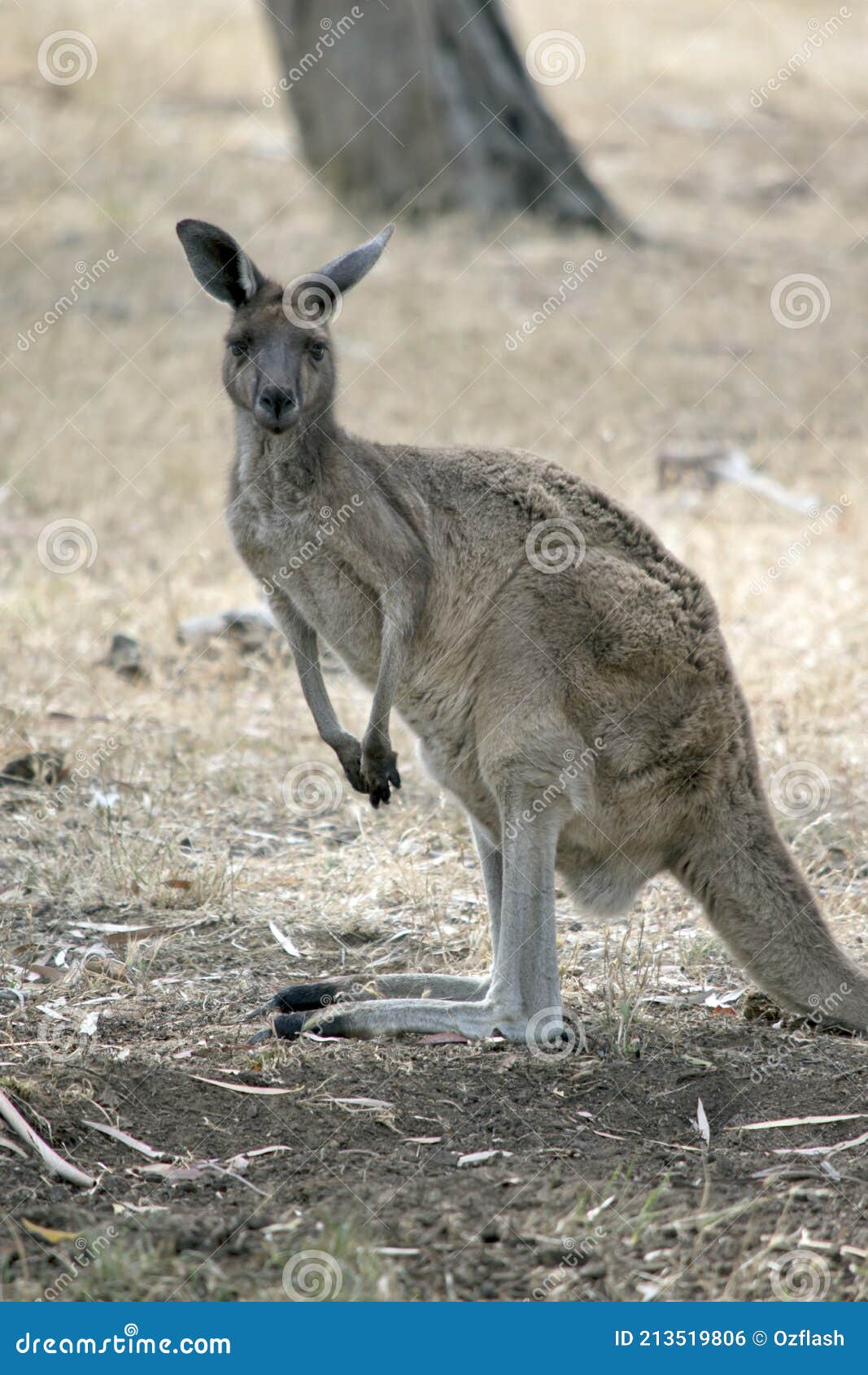 The Western Grey Kangaroo Has Brown Fur Stock Photo - Image of joey ...