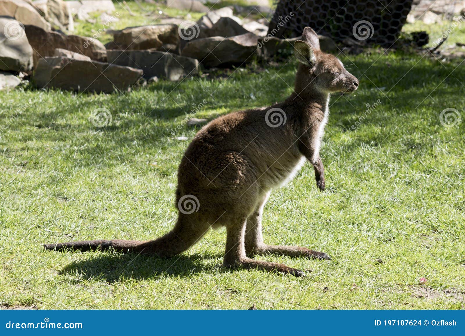 This is a Side View of a Joey Western Grey Kangaroo Stock Photo - Image ...