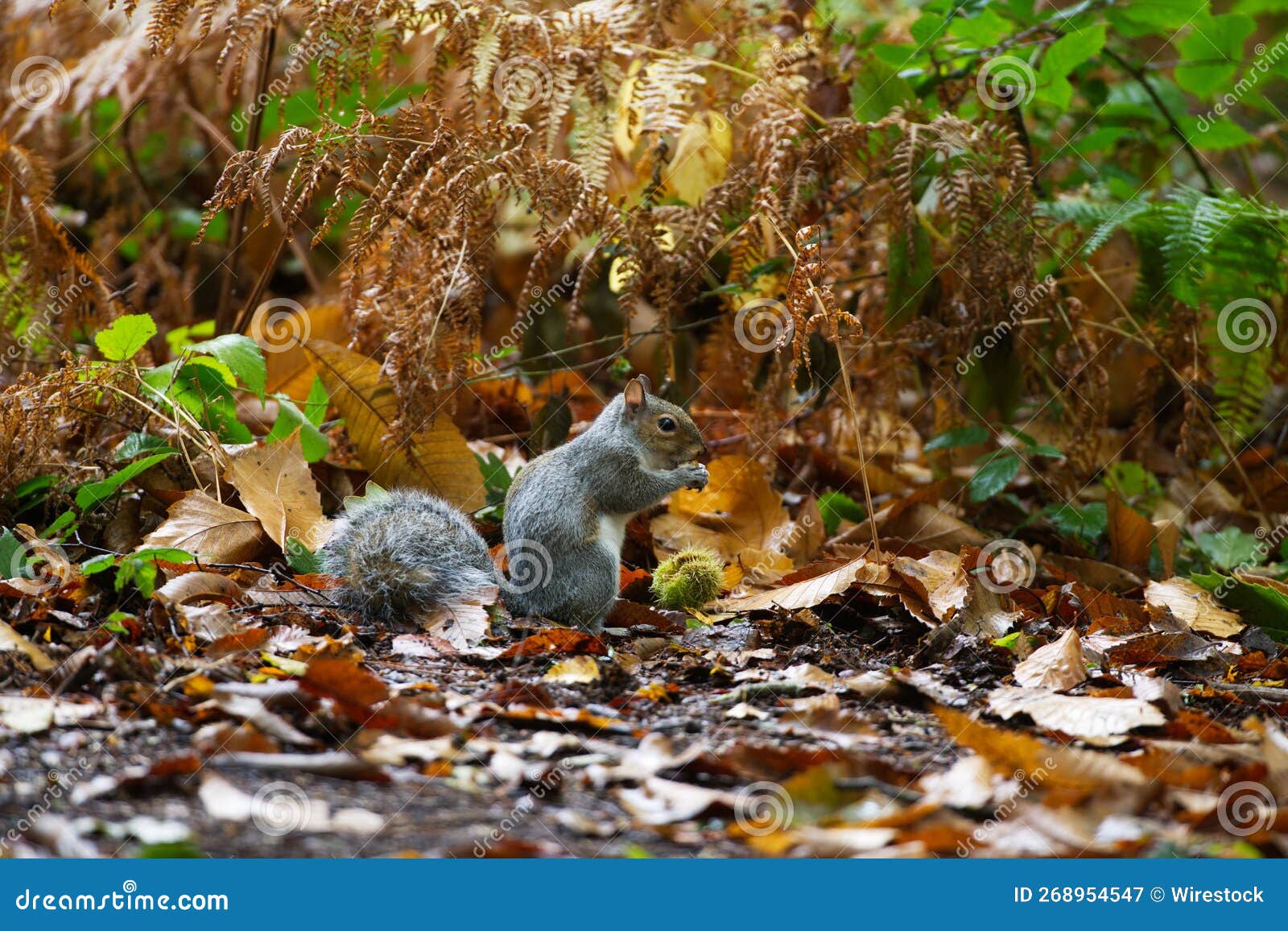 Western Grey Squirrel (Sciurus Griseus) on the Fallen Autumn Leaves ...