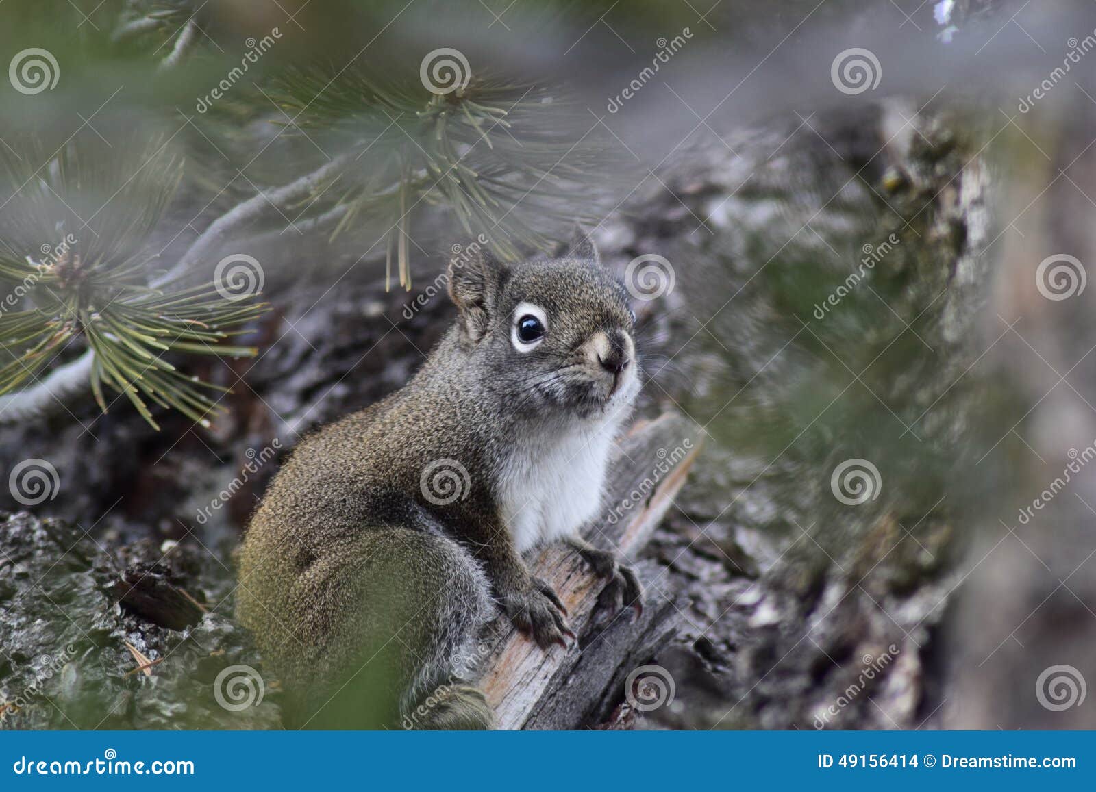 Western Grey Squirrel in Tree Stock Photo - Image of bearing, western ...