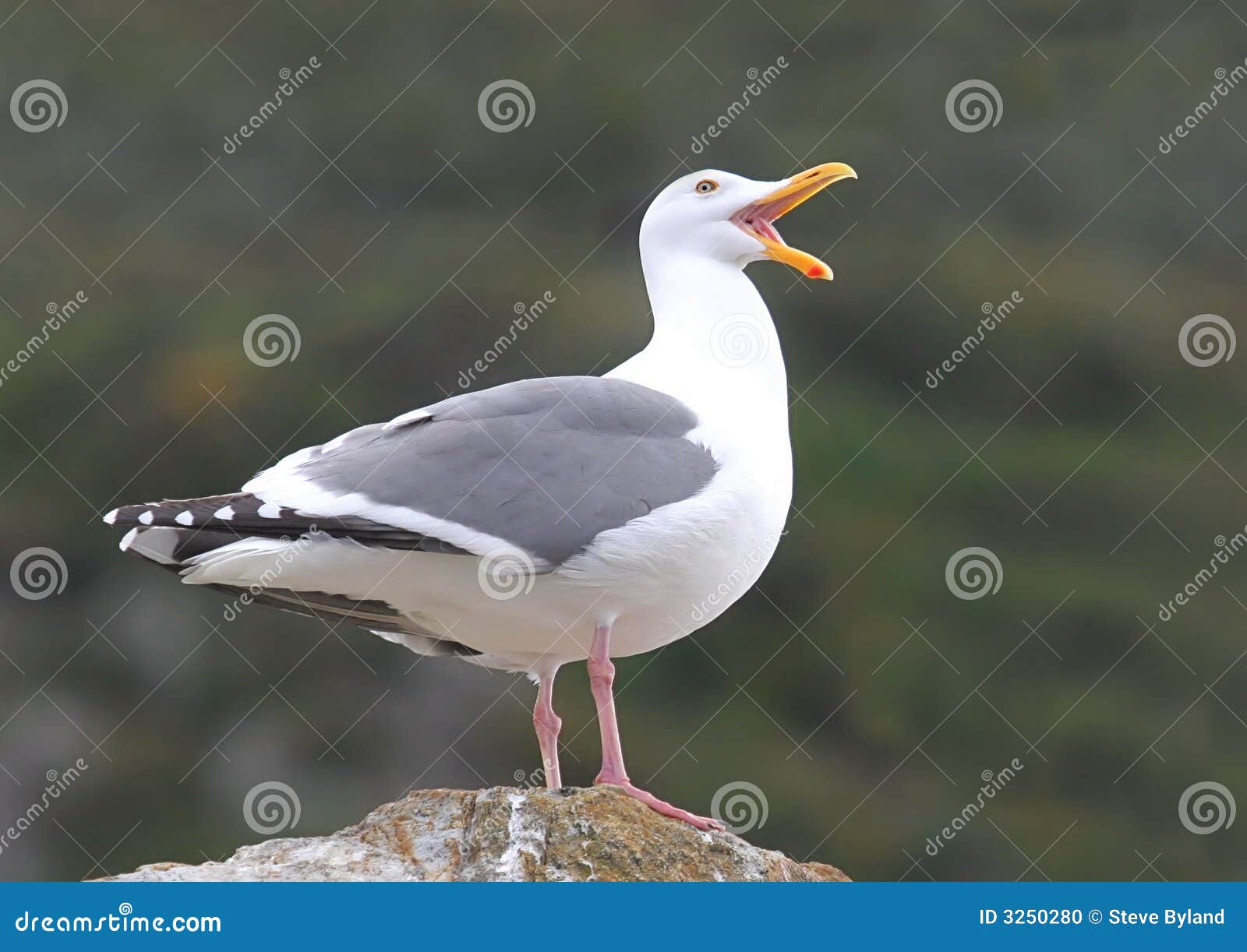 Western Gull stock photo. Image of fauna, wild, feathers - 3250280