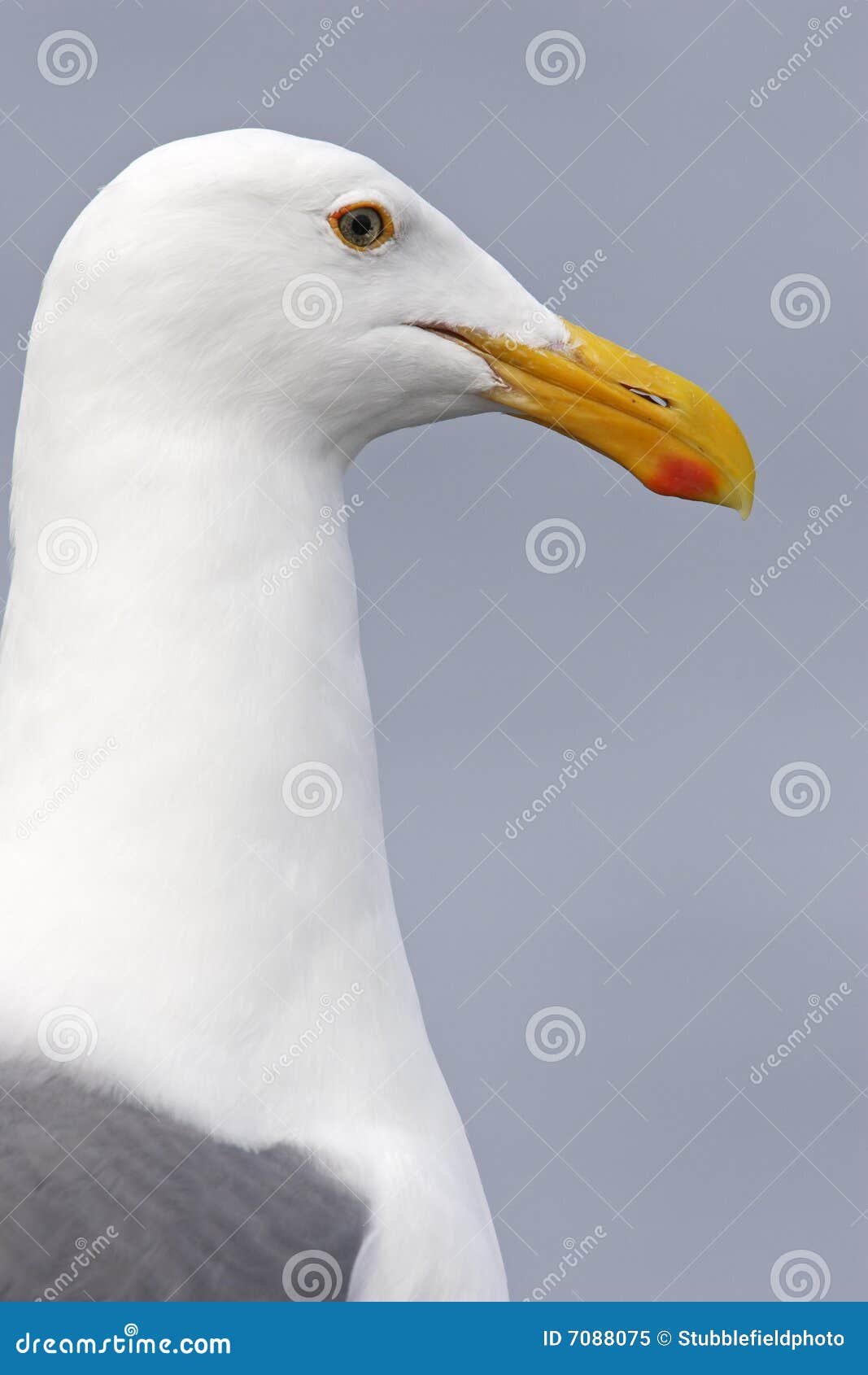 Western Gull (Larus Occidentalis Wymani) Stock Image - Image of beak ...