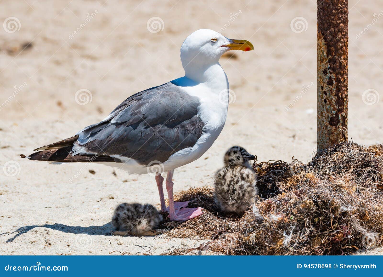 Western Gull with Two Spotted Chicks on a Nest Stock Photo - Image of ...