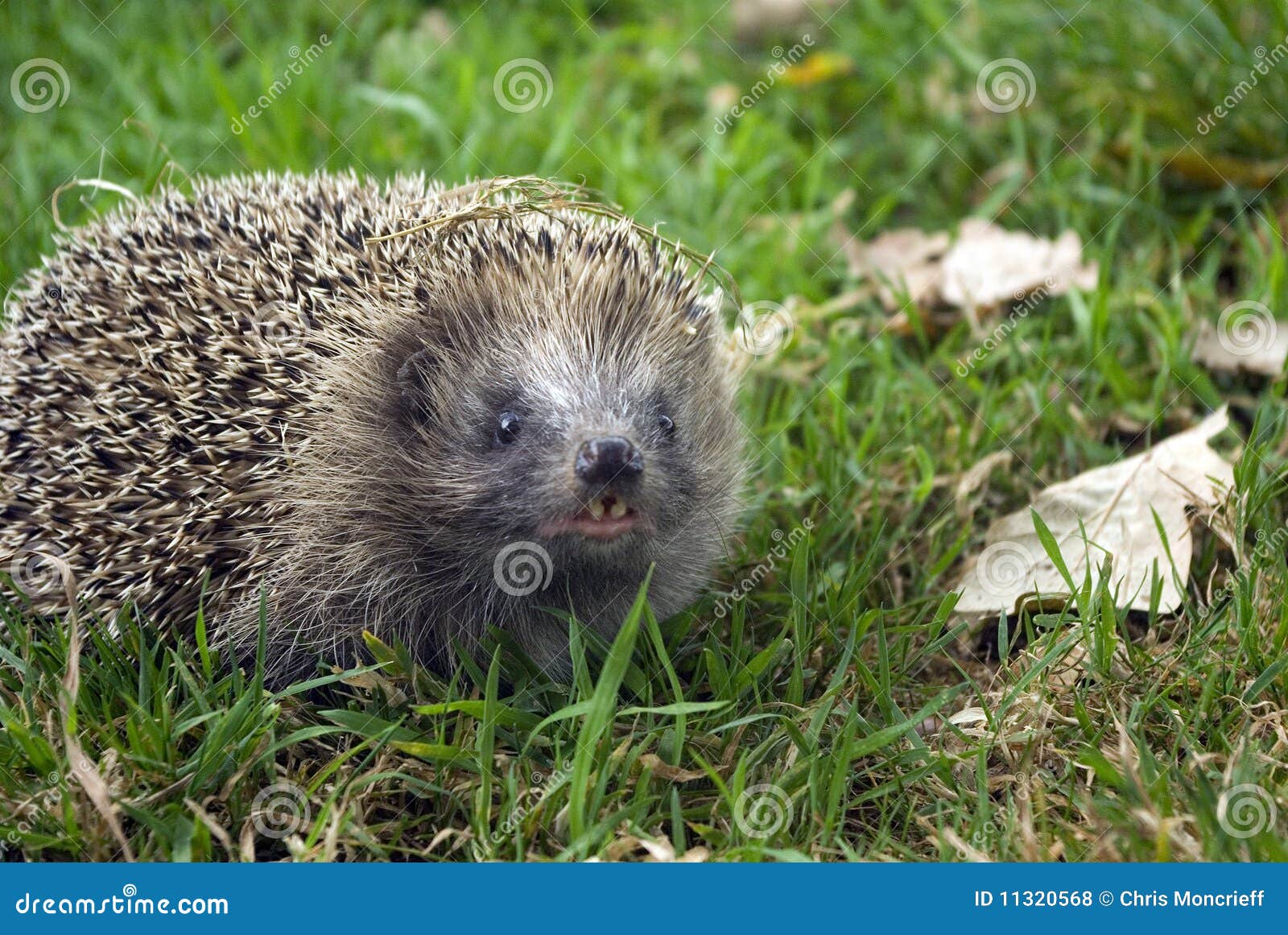 Western Hedgehog stock photo. Image of wildlife, erinaceus - 11320568