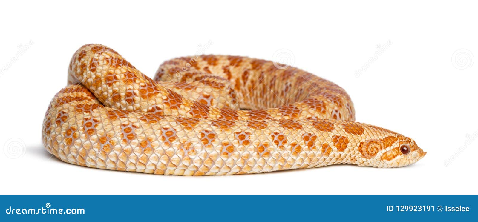 Western Hog-nosed Snake Royalty-Free Stock Photography | CartoonDealer ...