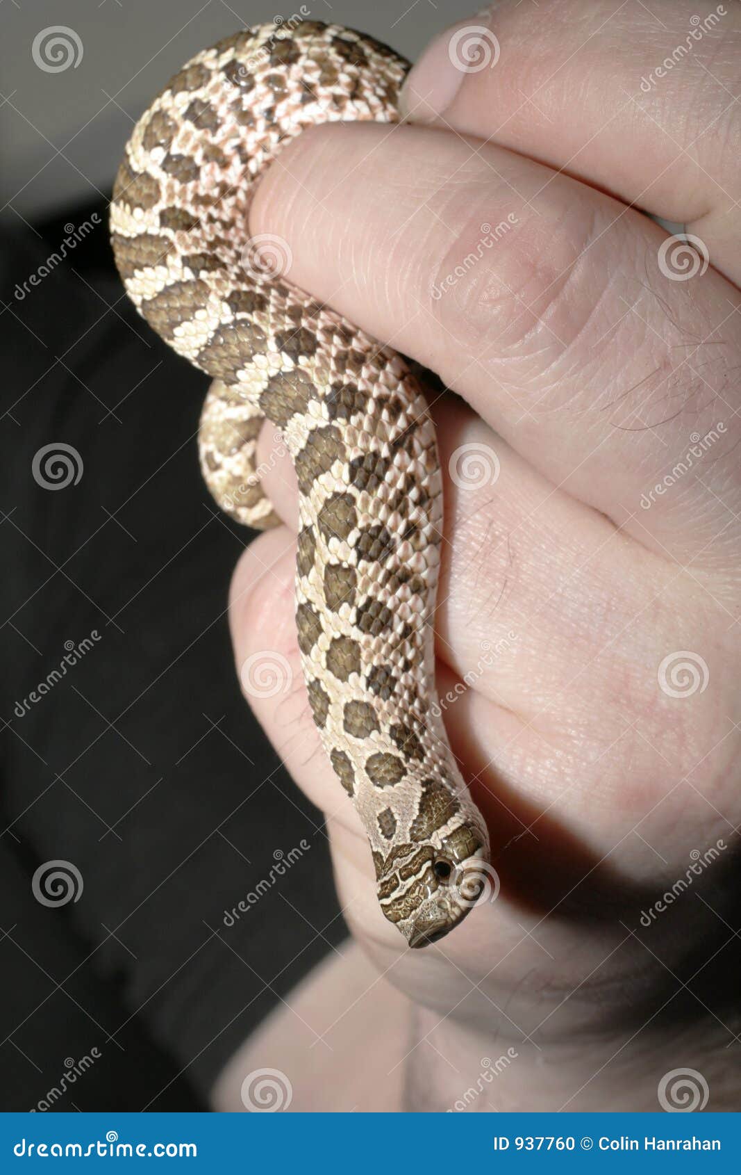 Western Hognose Snake