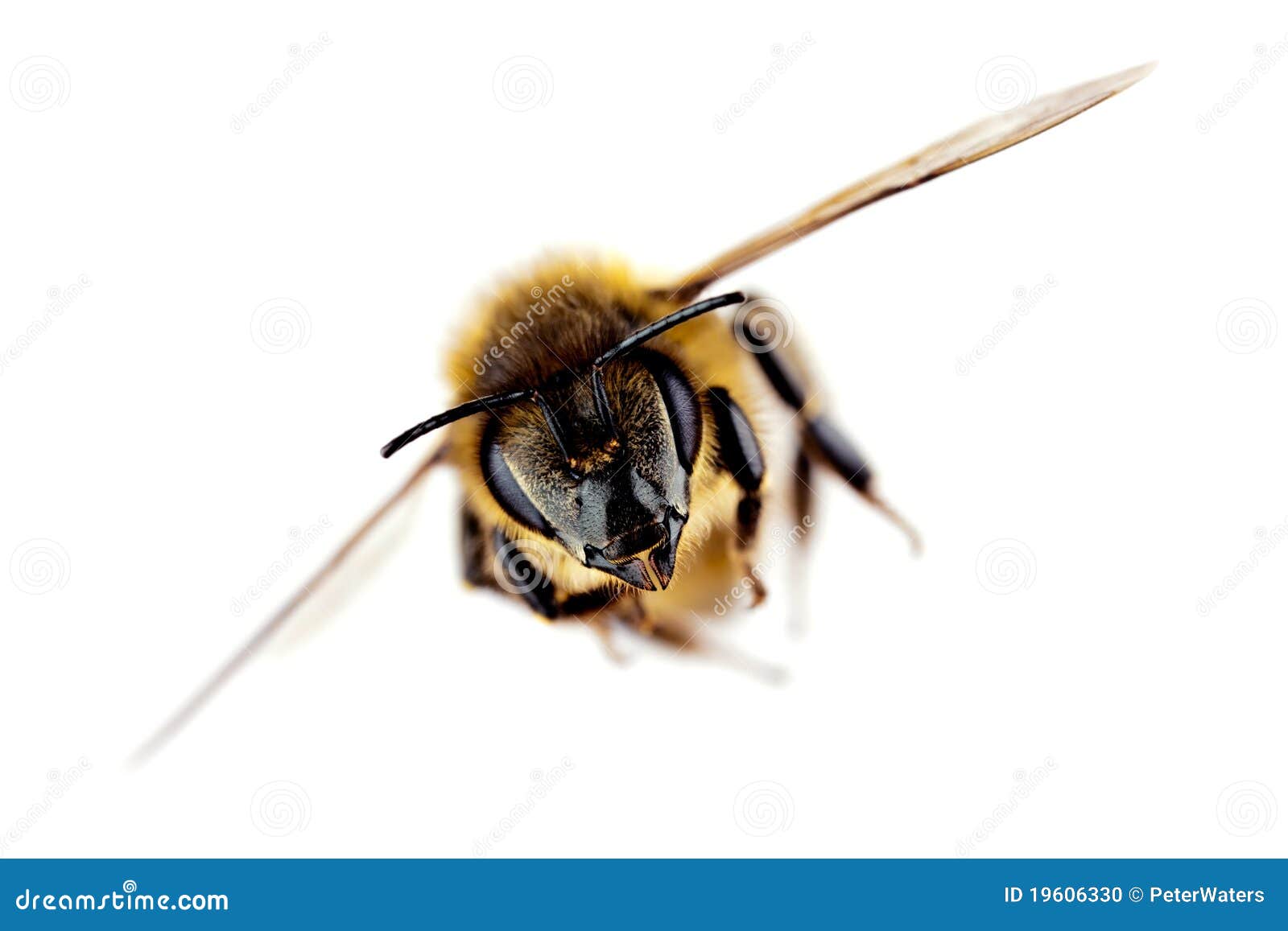 Western Honey Bee in Flight Stock Photo - Image of winged, isolated ...
