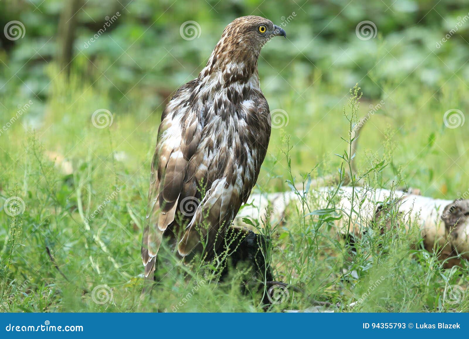 Western honey buzzard stock image. Image of western, buzzard - 94355793