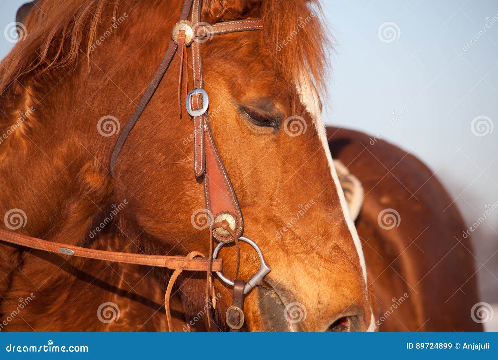 Western Horse close up stock image. Image of cowboys - 89724899