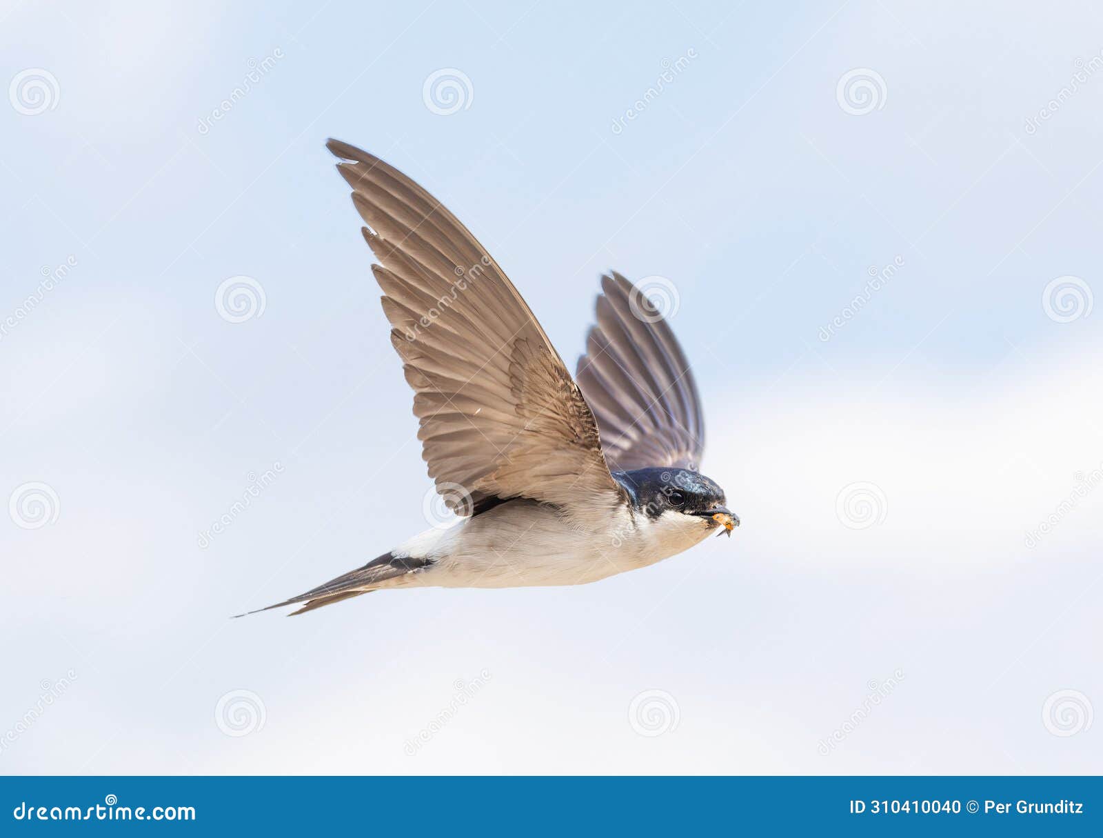 Western House Martin in Flight with Beak Full of Captured Insects Stock ...