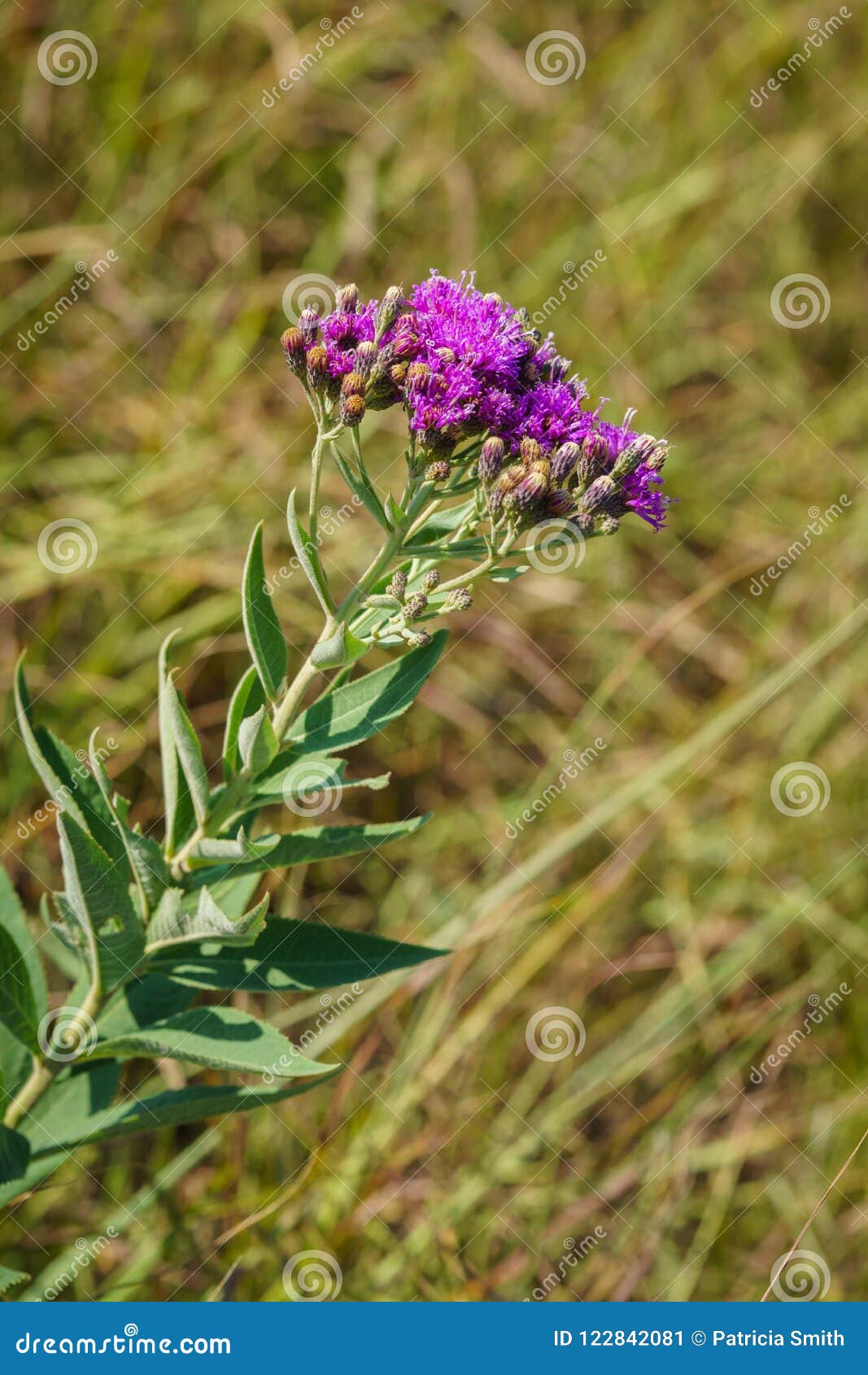 Western Ironweed Kansas Wildflower Stock Image - Image of violet ...