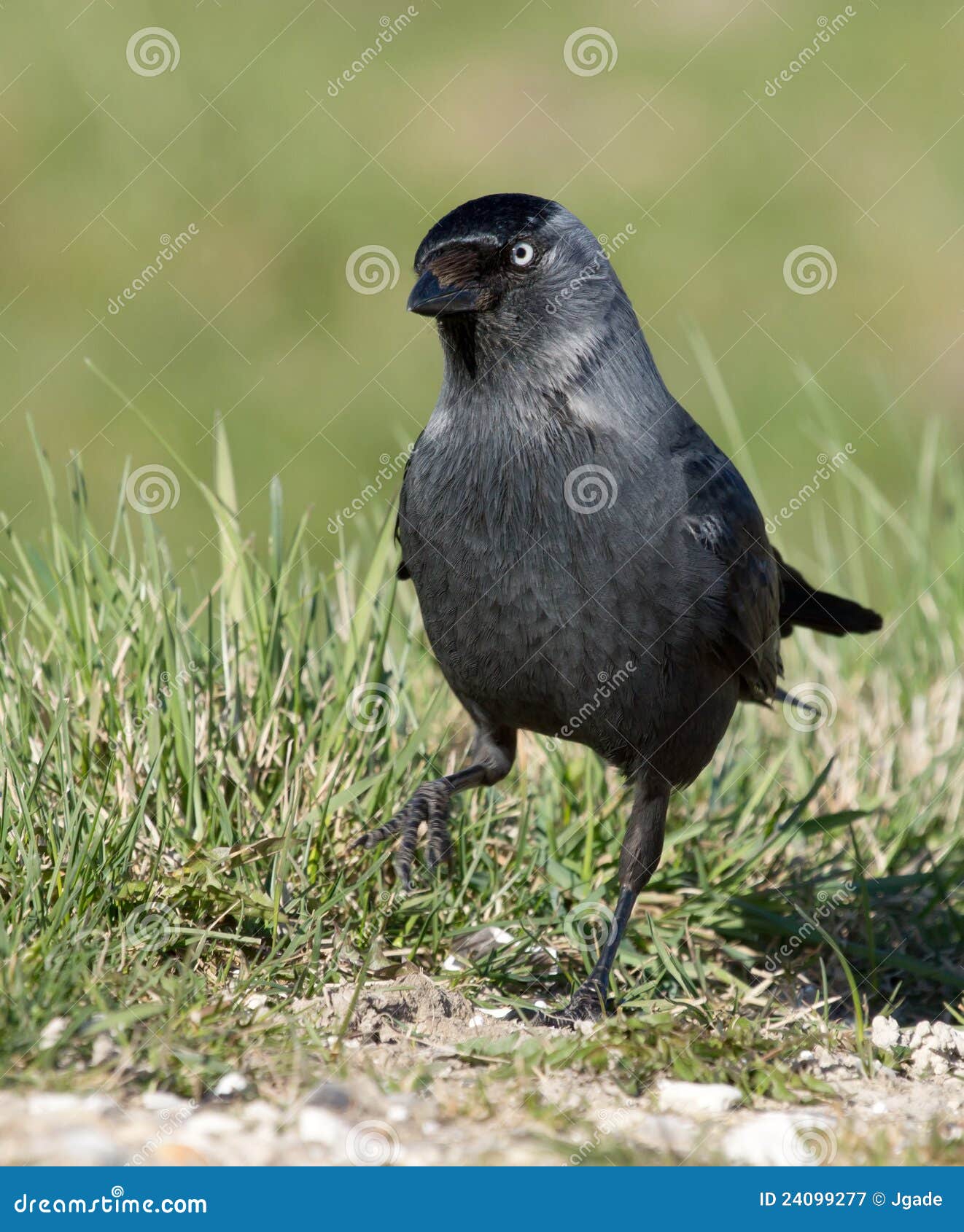 Western Jackdaw stock image. Image of jackdaw, wildlife - 24099277