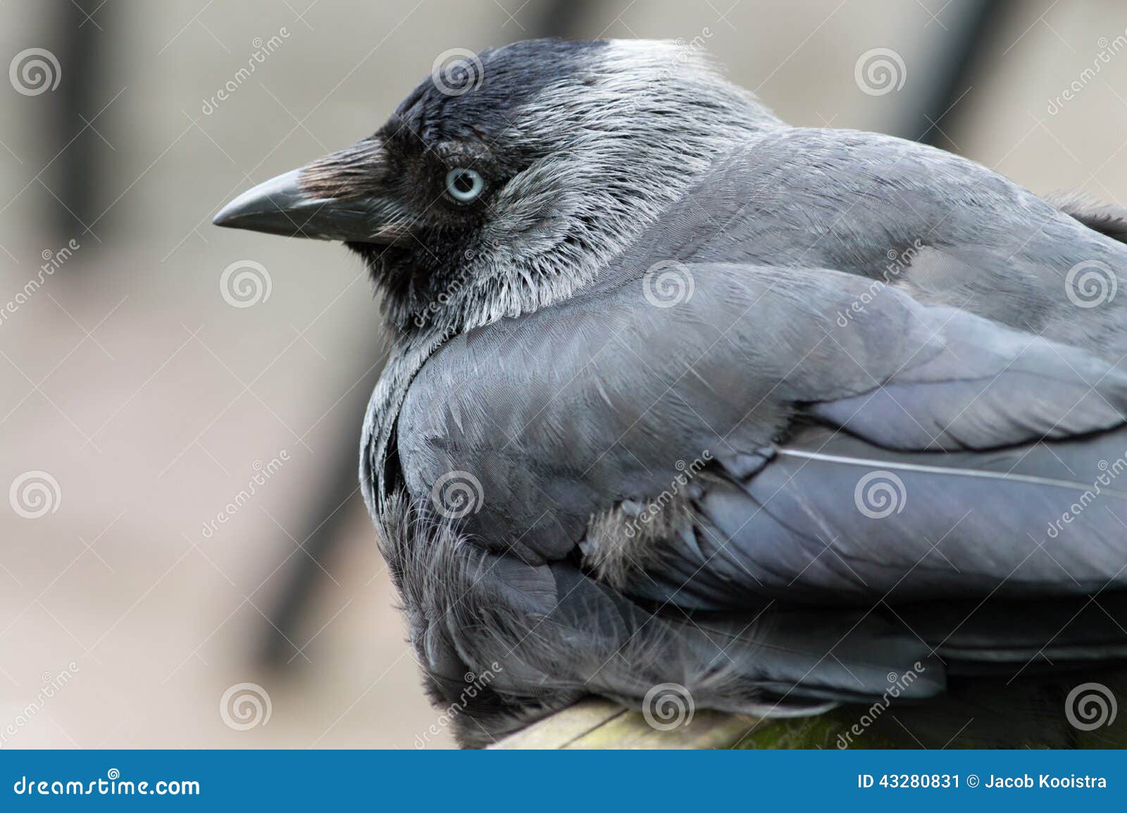 Western jackdaw stock image. Image of monedula, western - 43280831