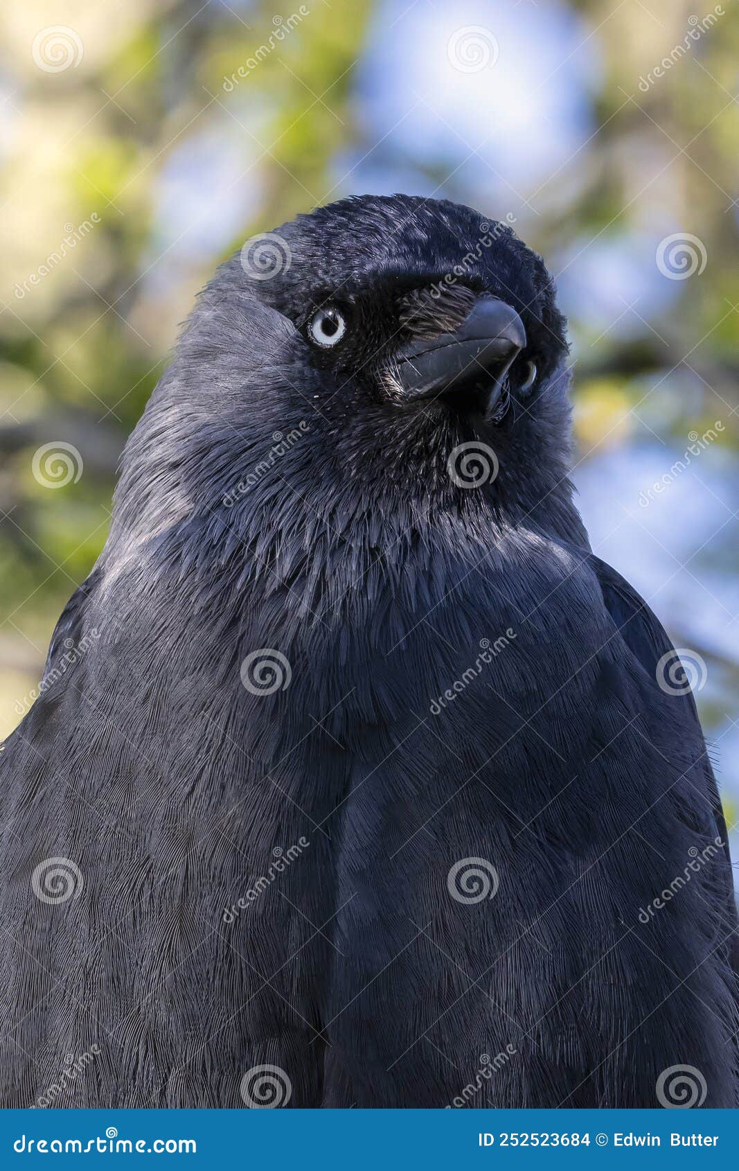 Western Jackdaw Coloeus Monedula Stock Photo - Image of brown, nature ...