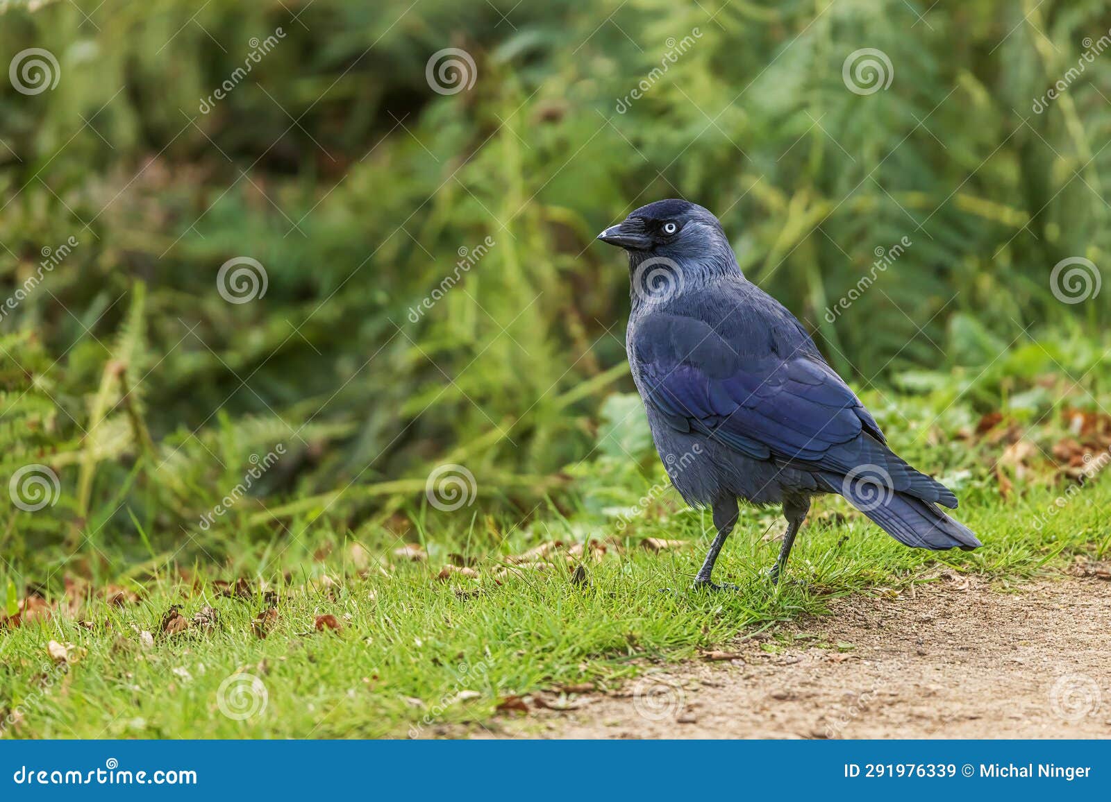 Western Jackdaw (Coloeus Monedula) in a Park in the City Stock Image ...