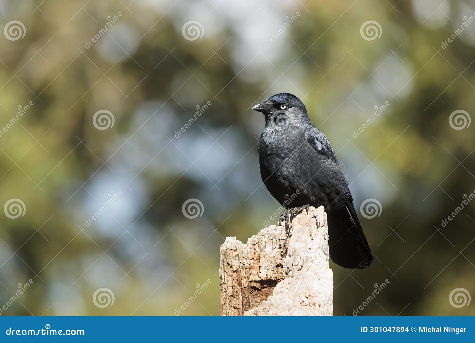 Western Jackdaw (Coloeus Monedula) Sitting in an Old Dry Tree Stock ...