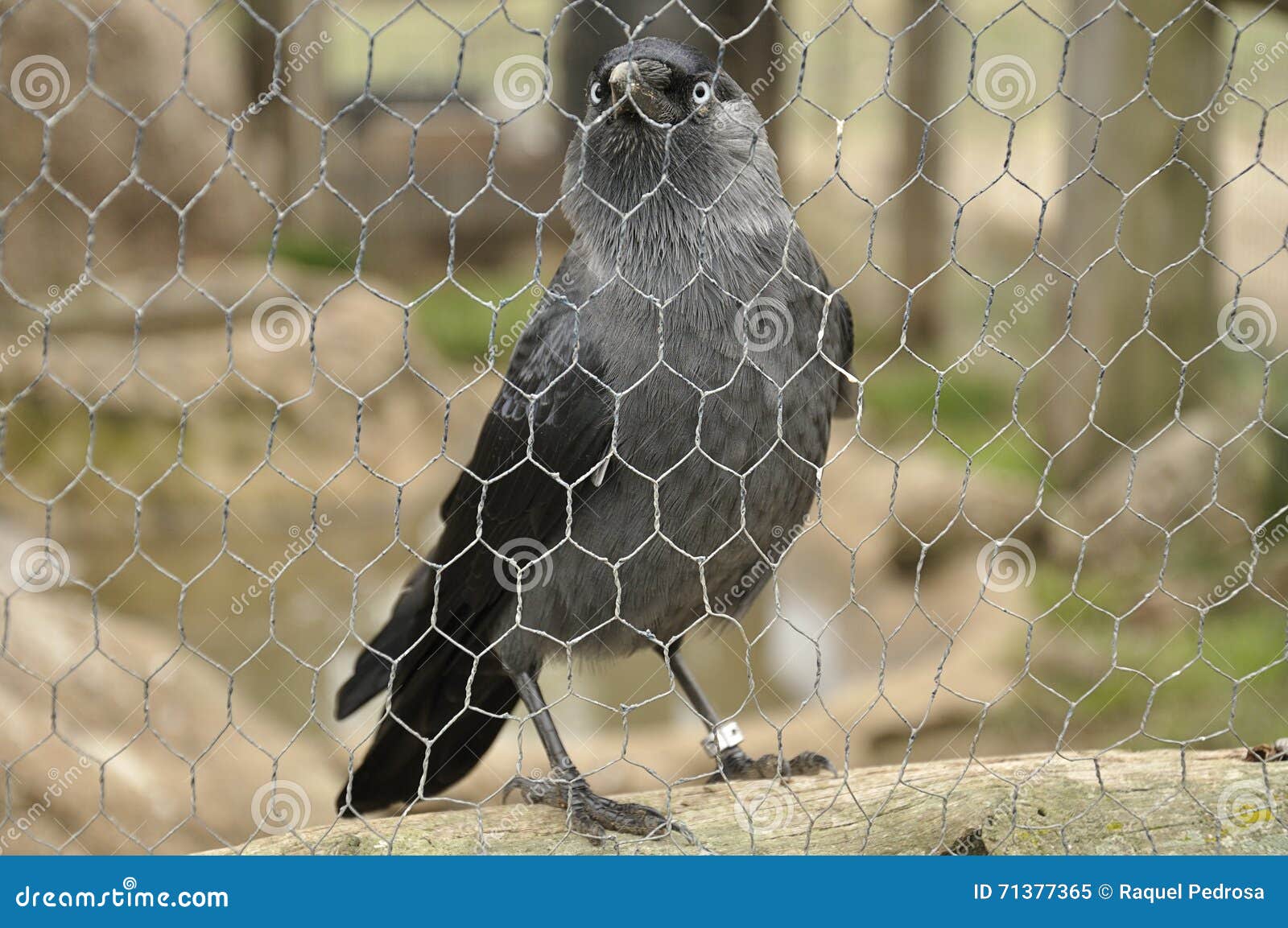 Western Jackdaw (Corvus Monedula) Stock Image - Image of wing, european ...