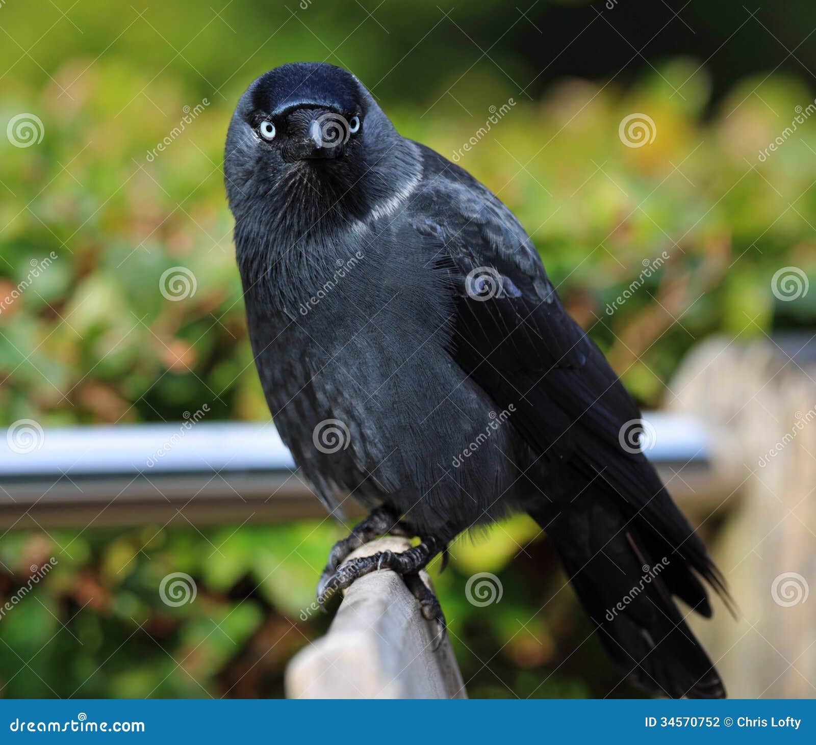 The Western Jackdaw (Corvus Monedula) Stock Photo - Image of watchful ...